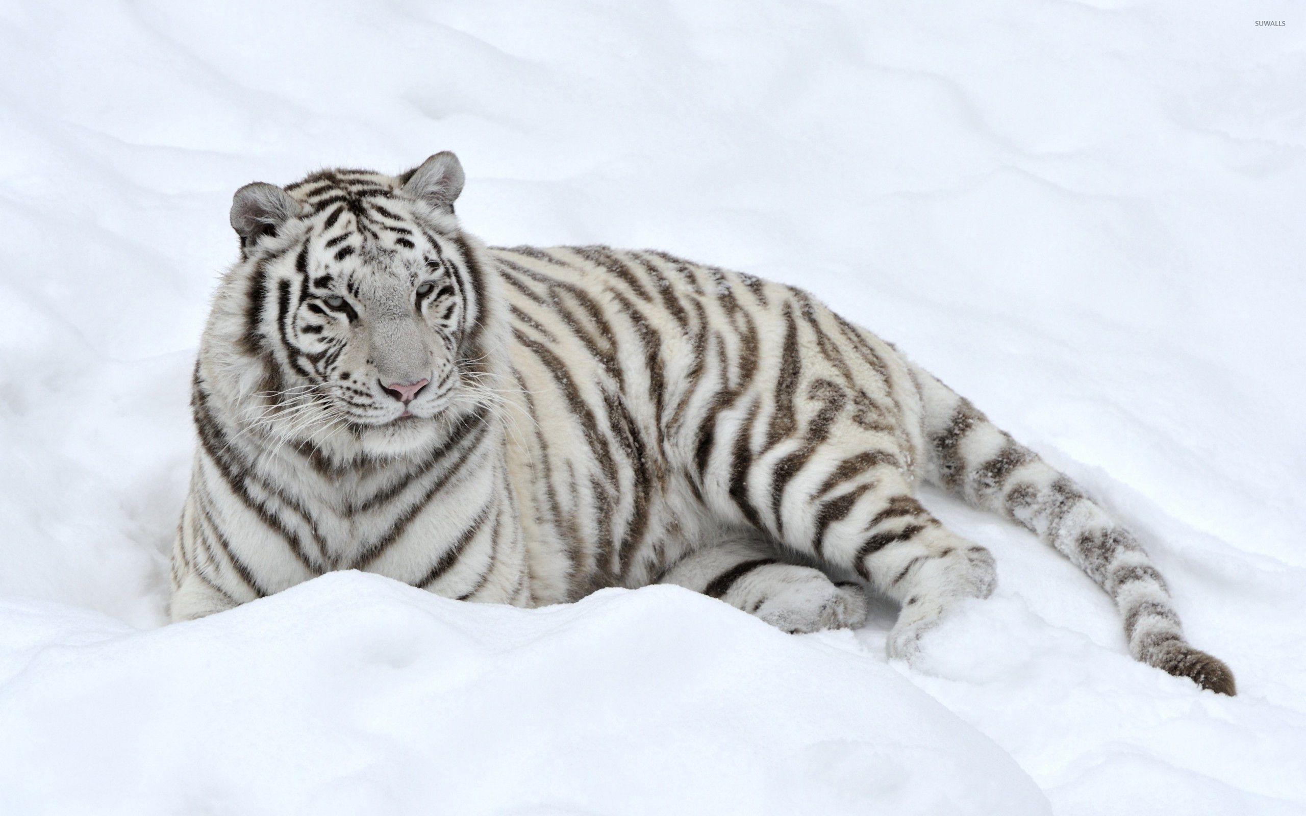 Winter Tiger Wallpapers - Top Free Winter Tiger Backgrounds ...
