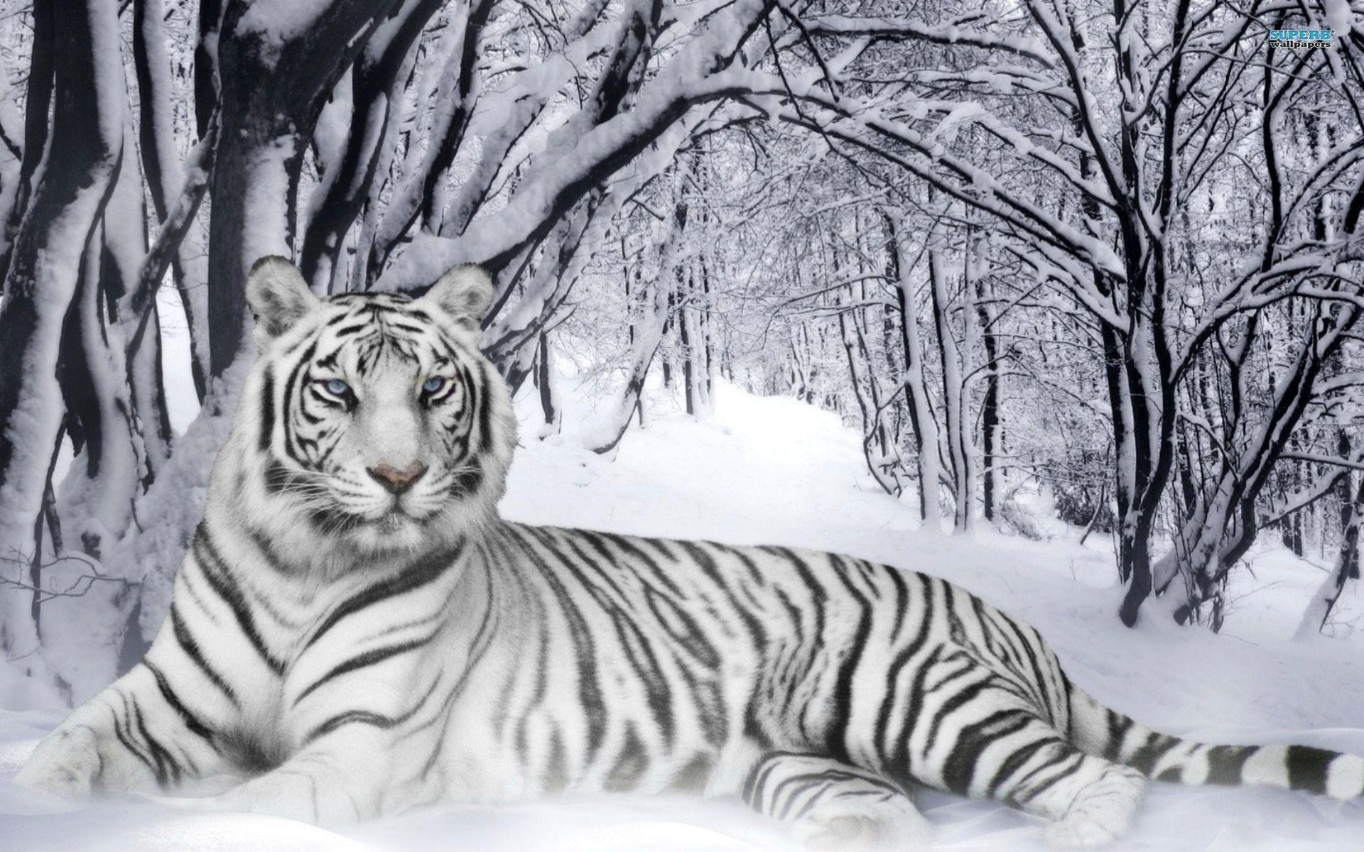 Winter Tiger Wallpapers - Top Free Winter Tiger Backgrounds ...