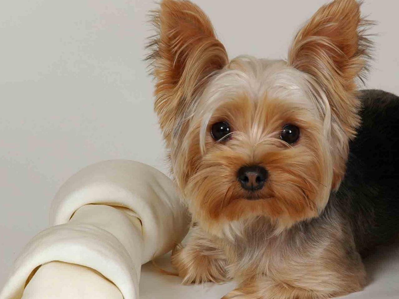 Yorkie Dog Wallpapers - Top Free Yorkie Dog Backgrounds - WallpaperAccess