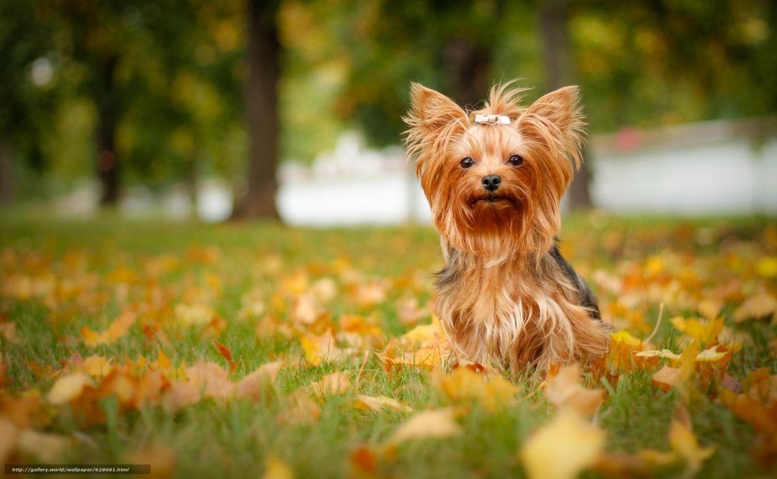 Yorkie Dog Wallpapers - Top Free Yorkie Dog Backgrounds - WallpaperAccess