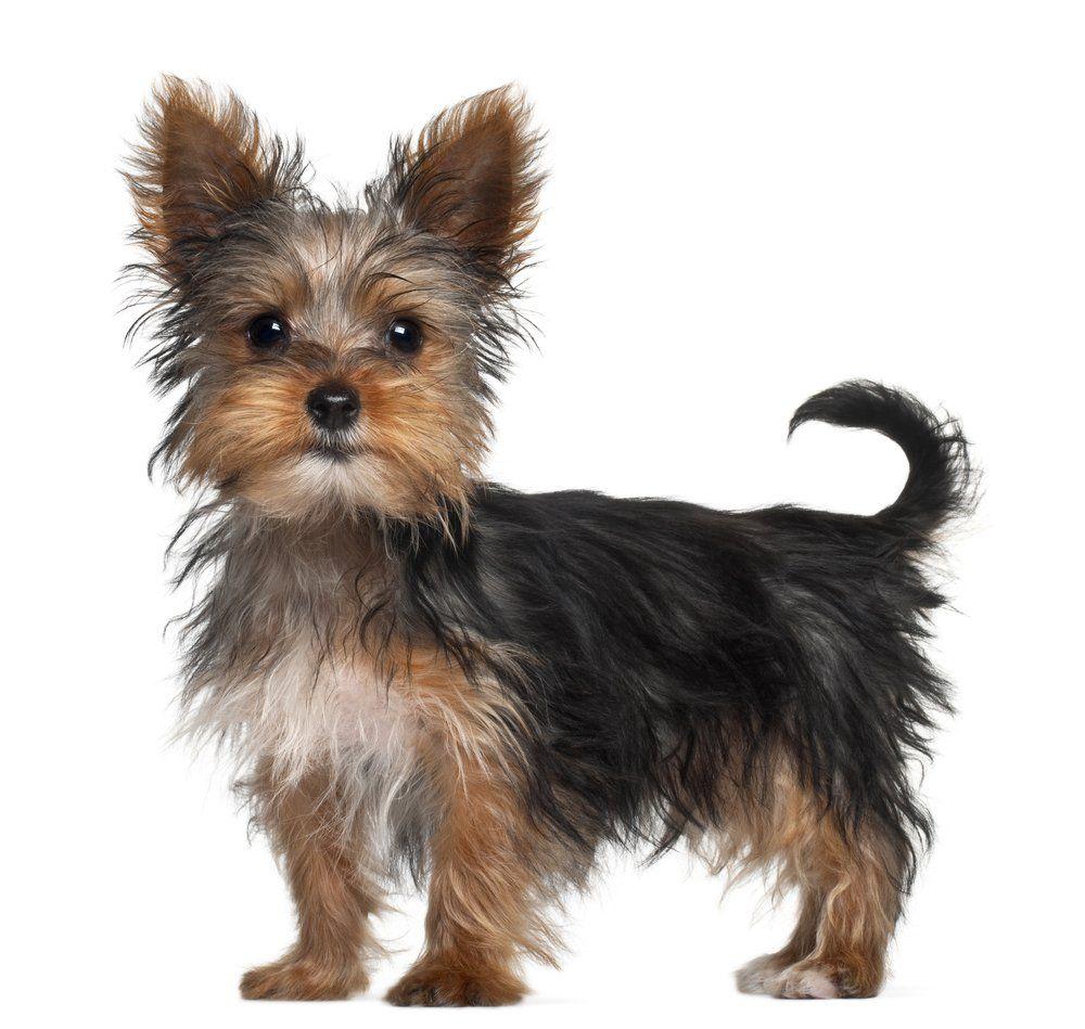 Yorkie Dog Wallpapers - Top Free Yorkie Dog Backgrounds - WallpaperAccess
