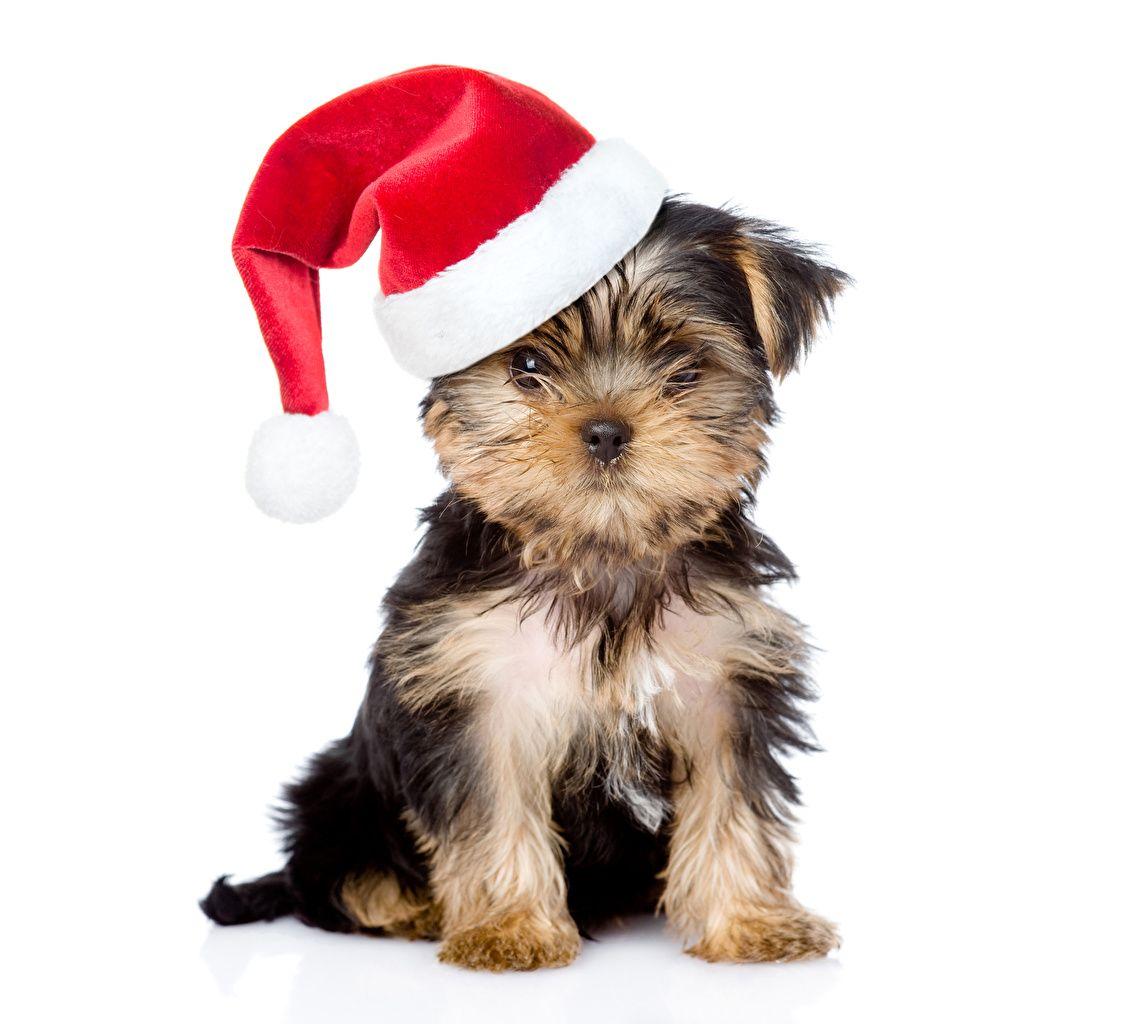 Yorkie Dog Wallpapers - Top Free Yorkie Dog Backgrounds - WallpaperAccess