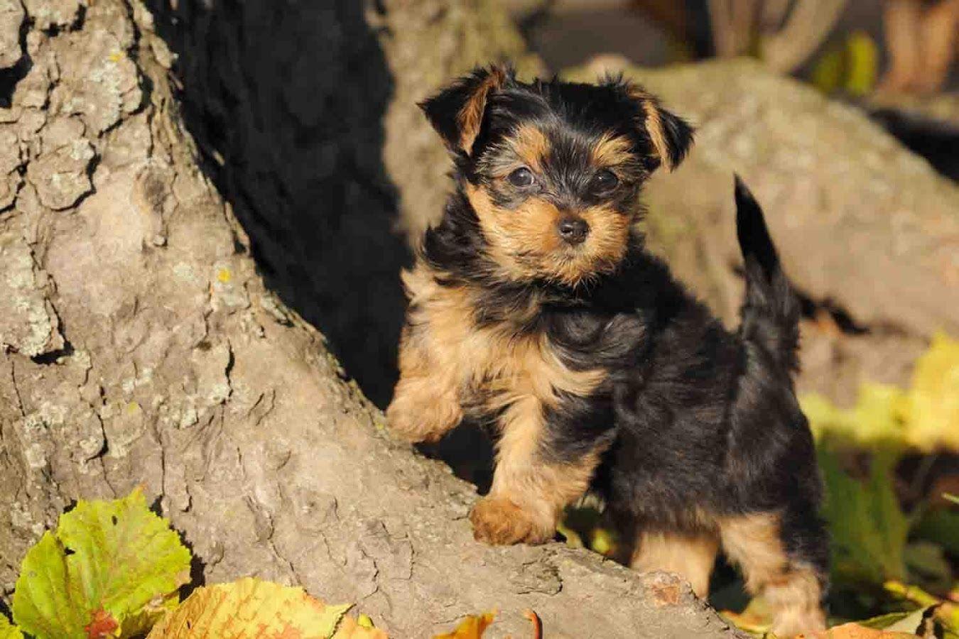 Yorkie Dog Wallpapers - Top Free Yorkie Dog Backgrounds - WallpaperAccess