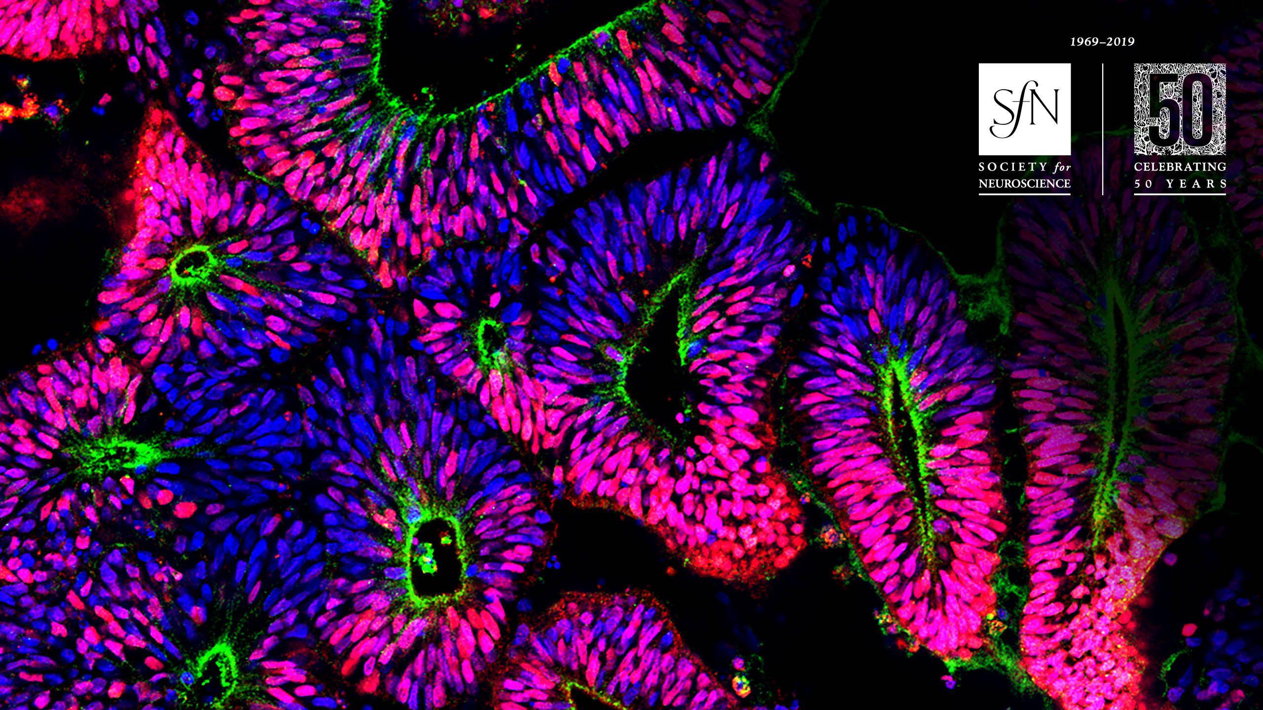 Neuro Wallpapers - Top Free Neuro Backgrounds - WallpaperAccess