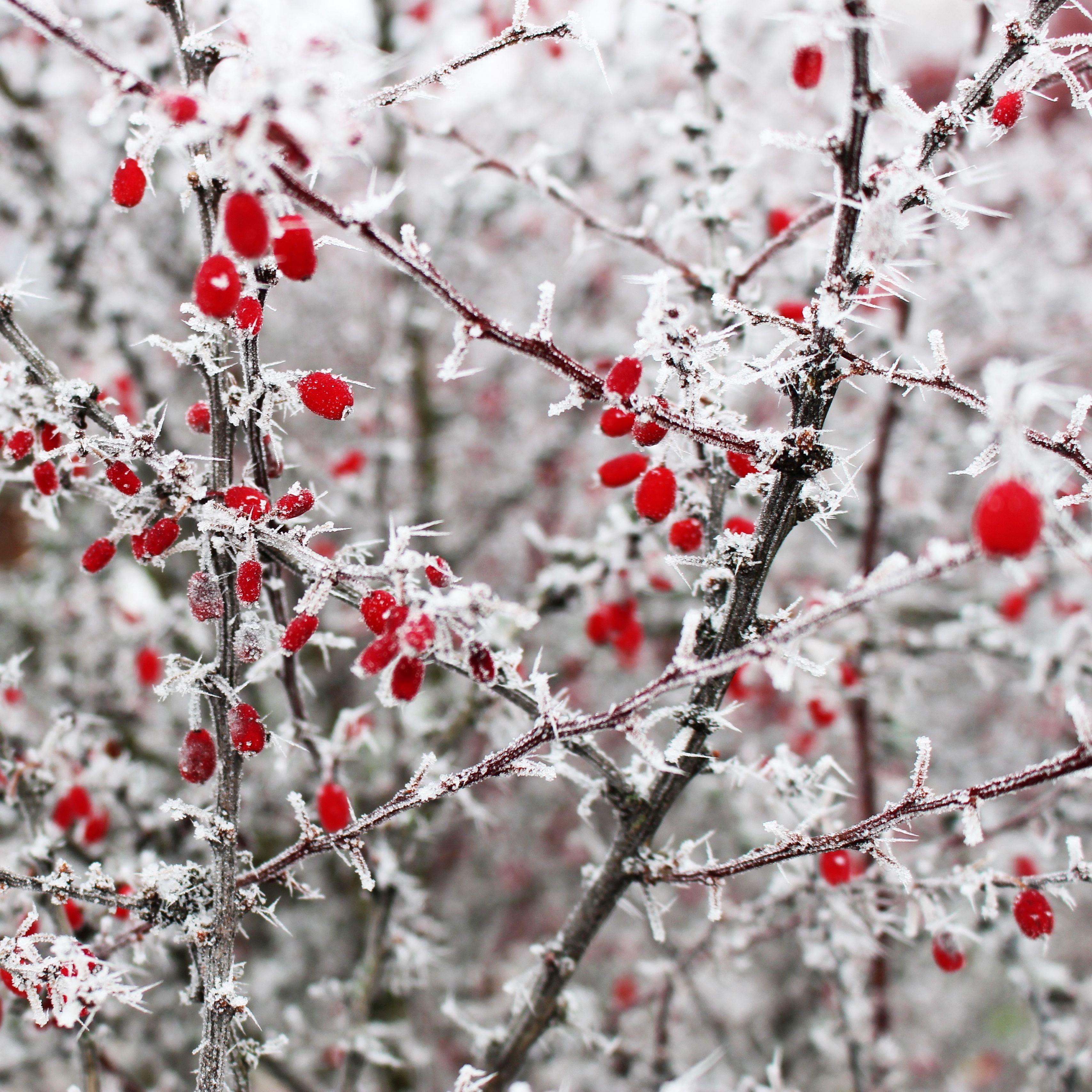 Winter Berries Wallpapers - Top Free Winter Berries Backgrounds ...