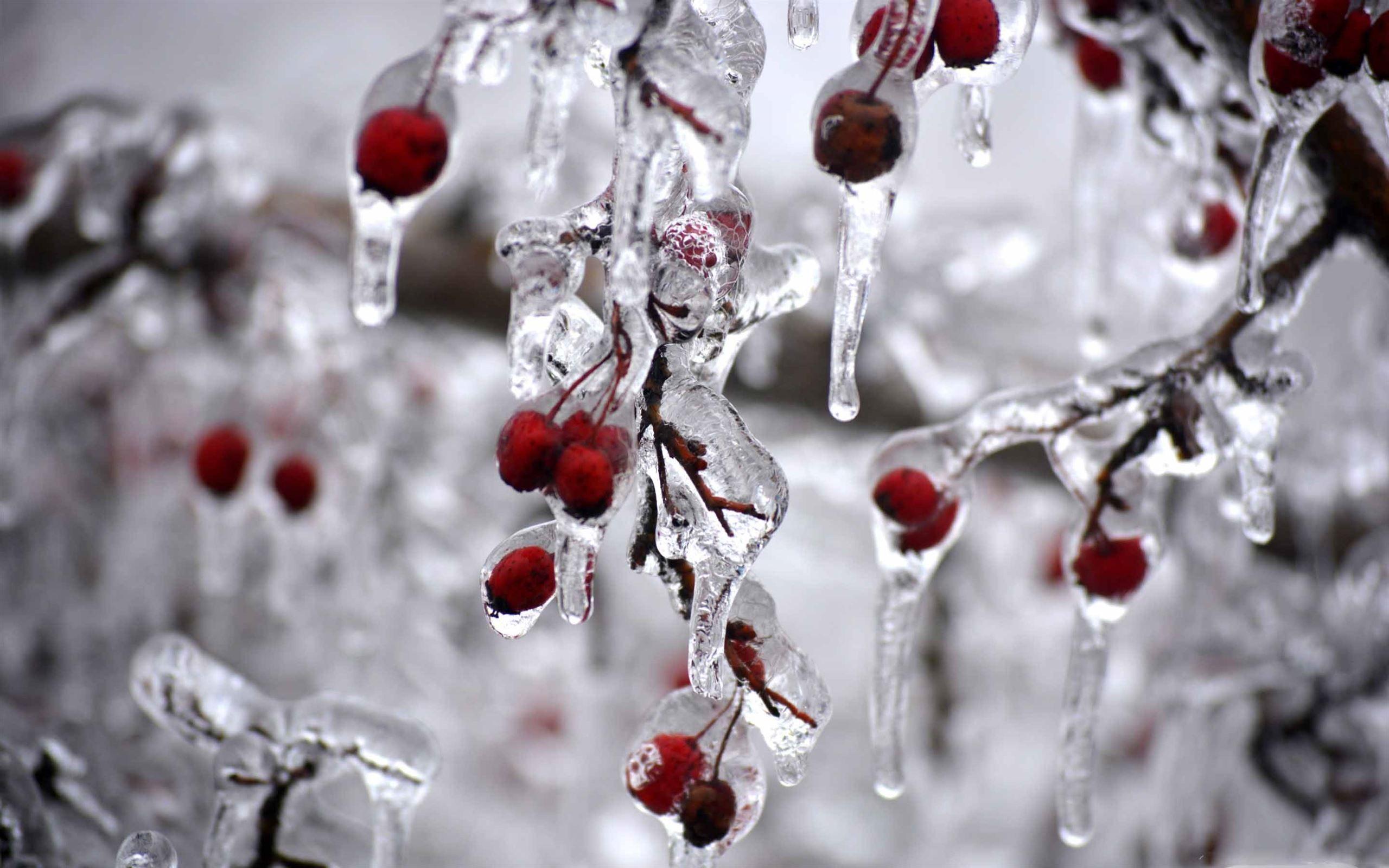 Winter Berries Wallpapers - Top Free Winter Berries Backgrounds ...