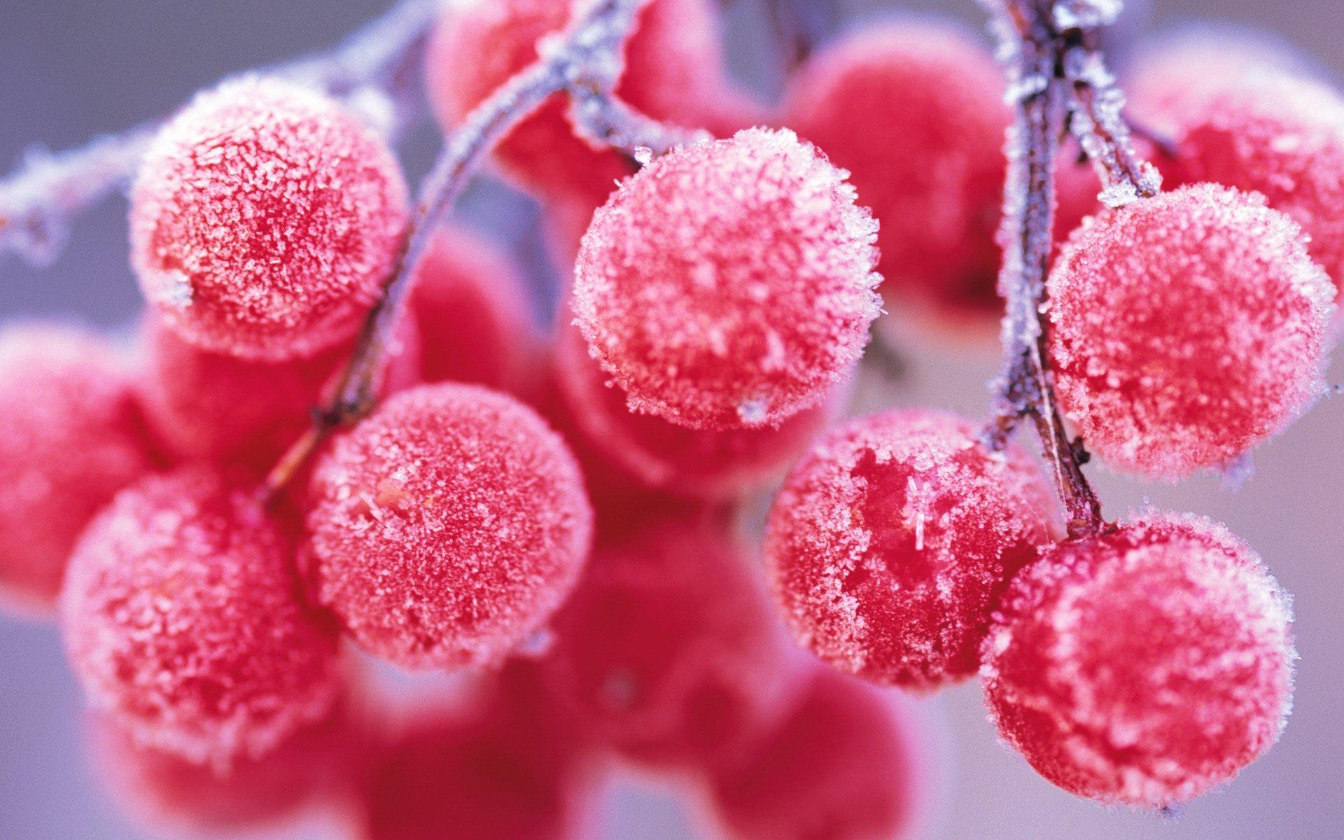 Winter Berries Wallpapers - Top Free Winter Berries Backgrounds ...