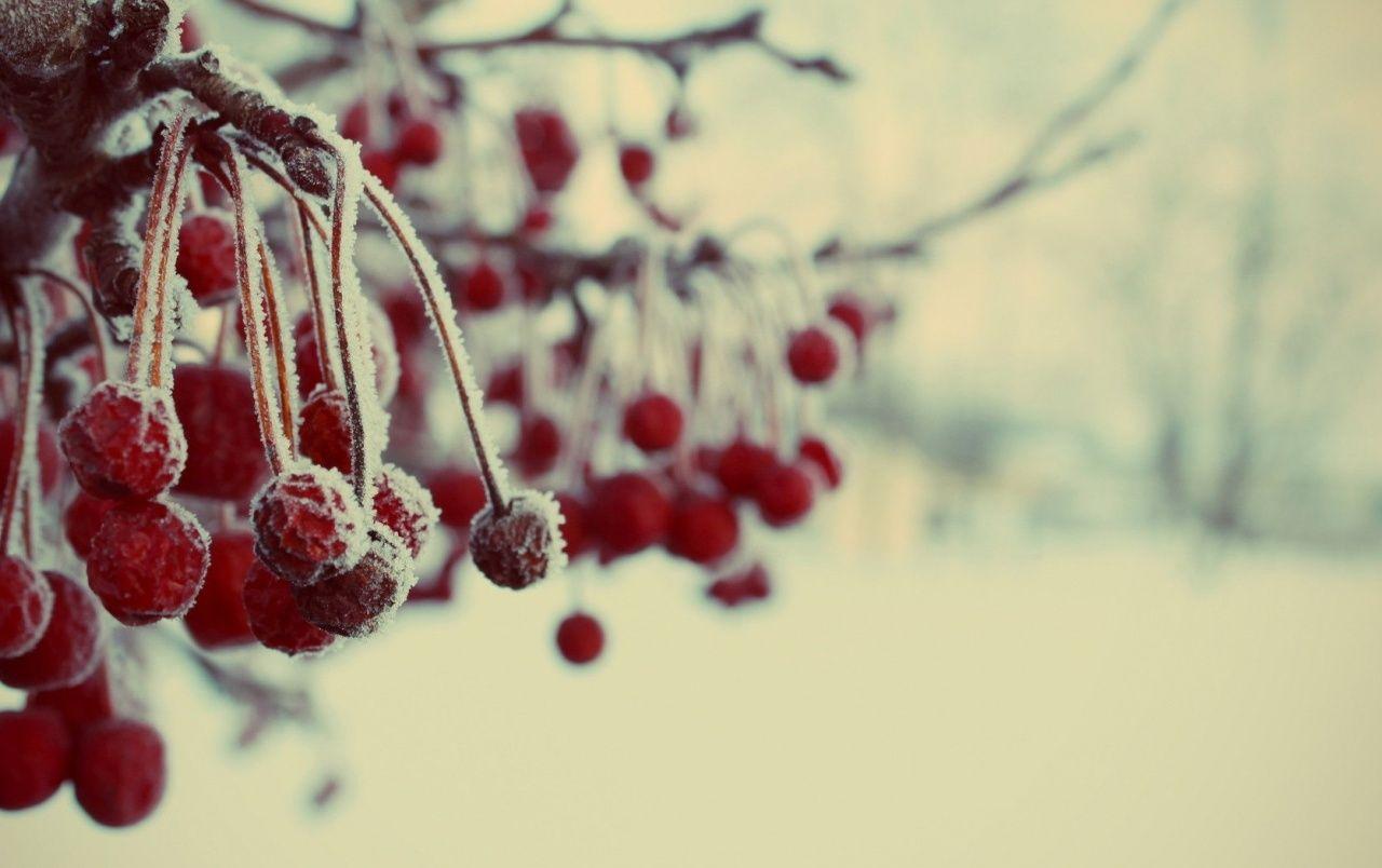Winter Berries Wallpapers - Top Free Winter Berries Backgrounds ...