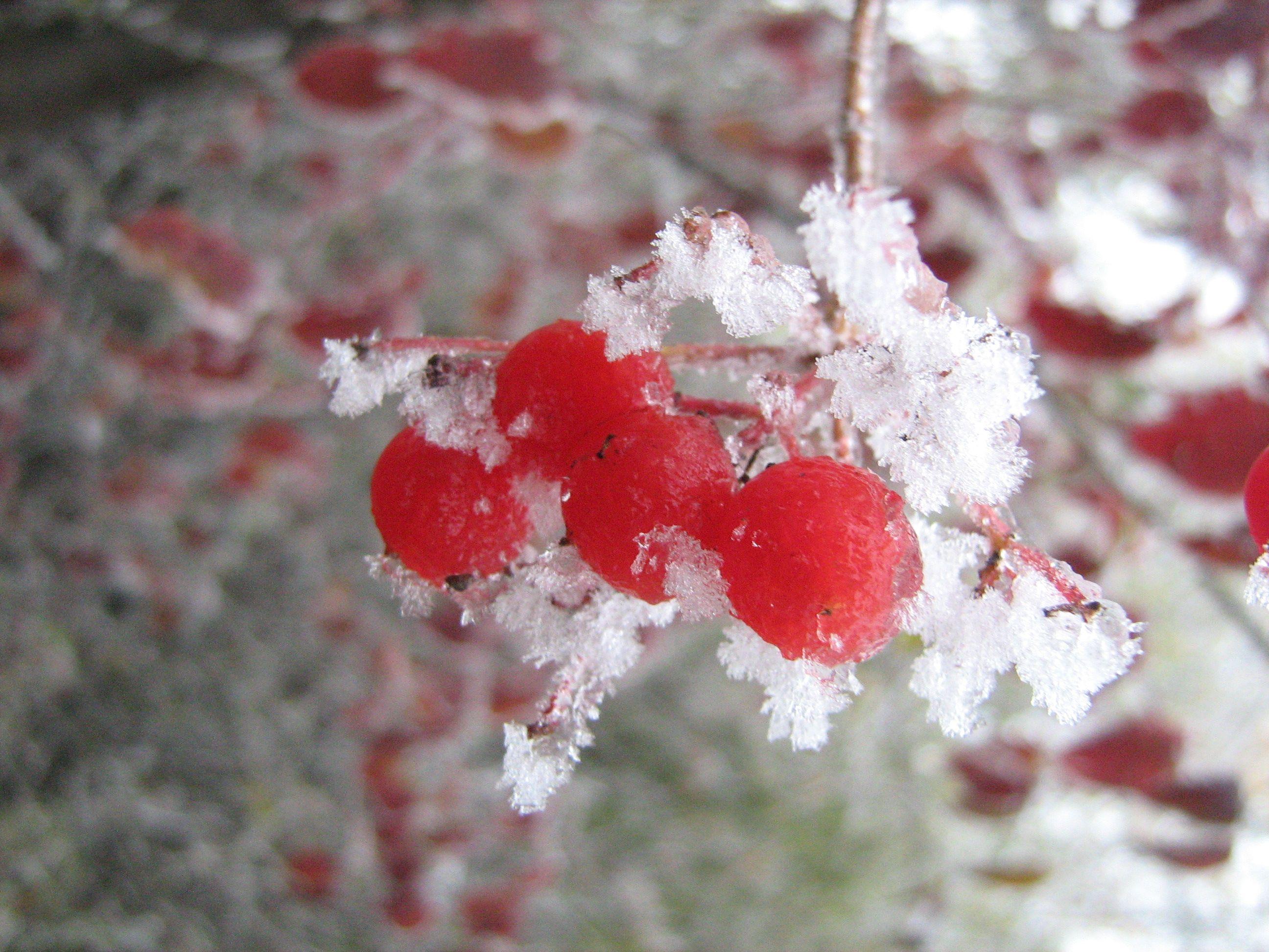 Winter Berries Wallpapers - Top Free Winter Berries Backgrounds ...