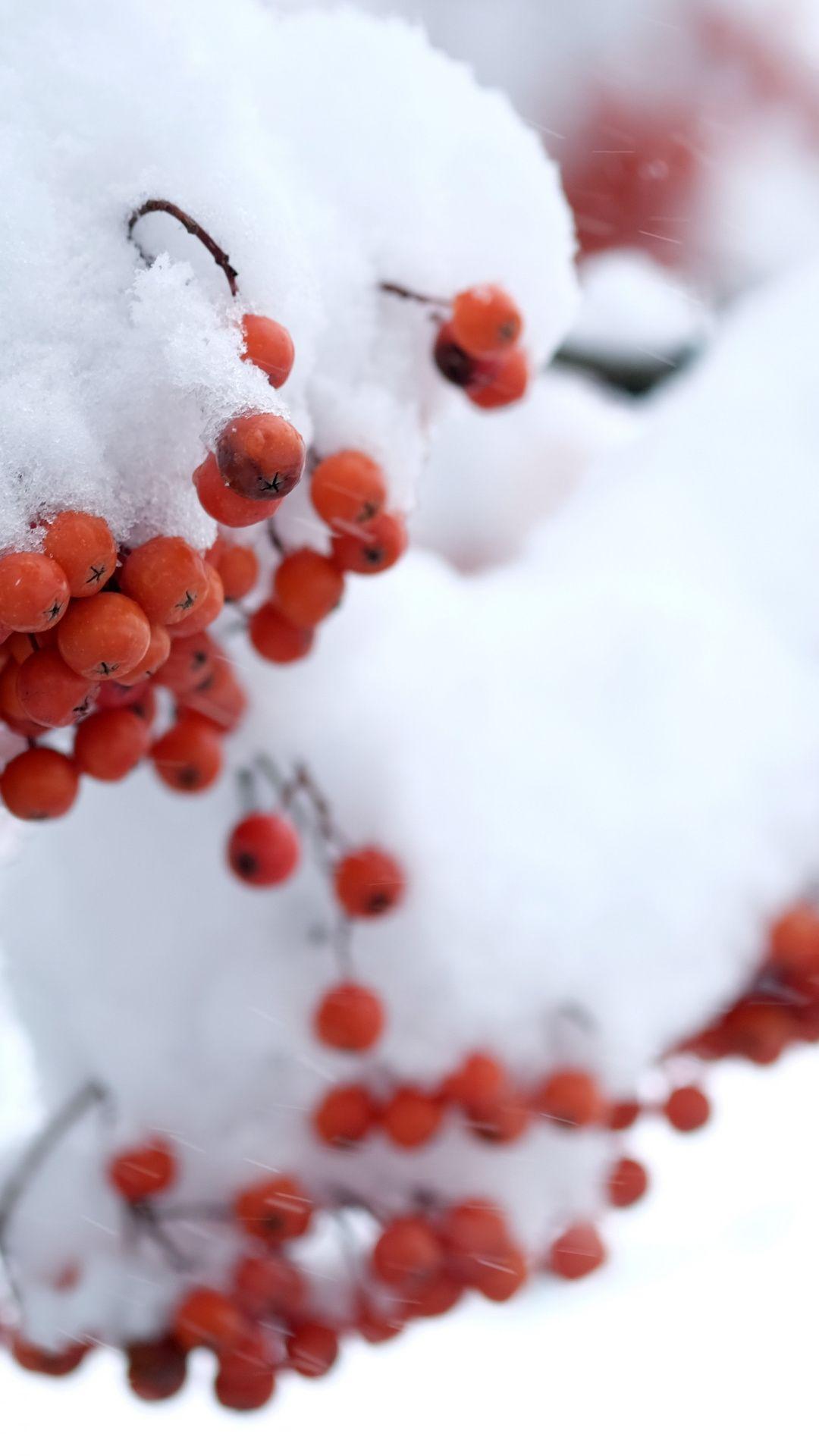 Winter Berries Wallpapers - Top Free Winter Berries Backgrounds ...