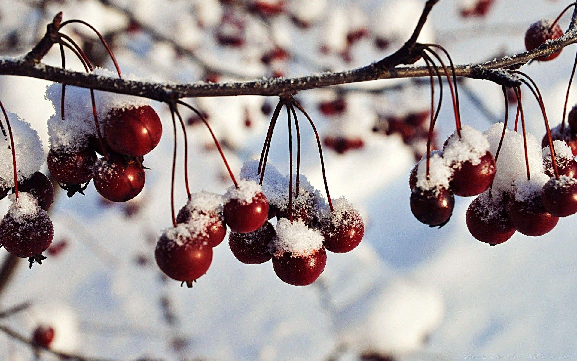 Winter Berries Wallpapers - Top Free Winter Berries Backgrounds ...