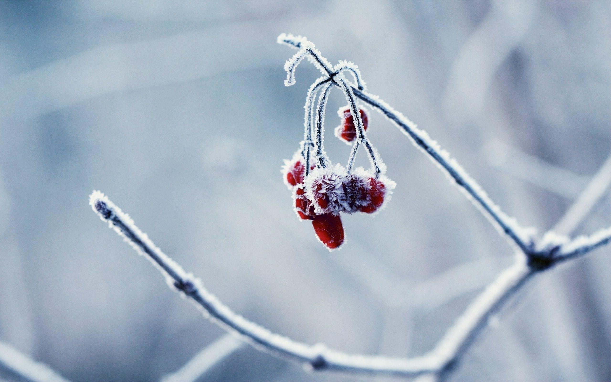 Winter Berries Wallpapers - Top Free Winter Berries Backgrounds ...
