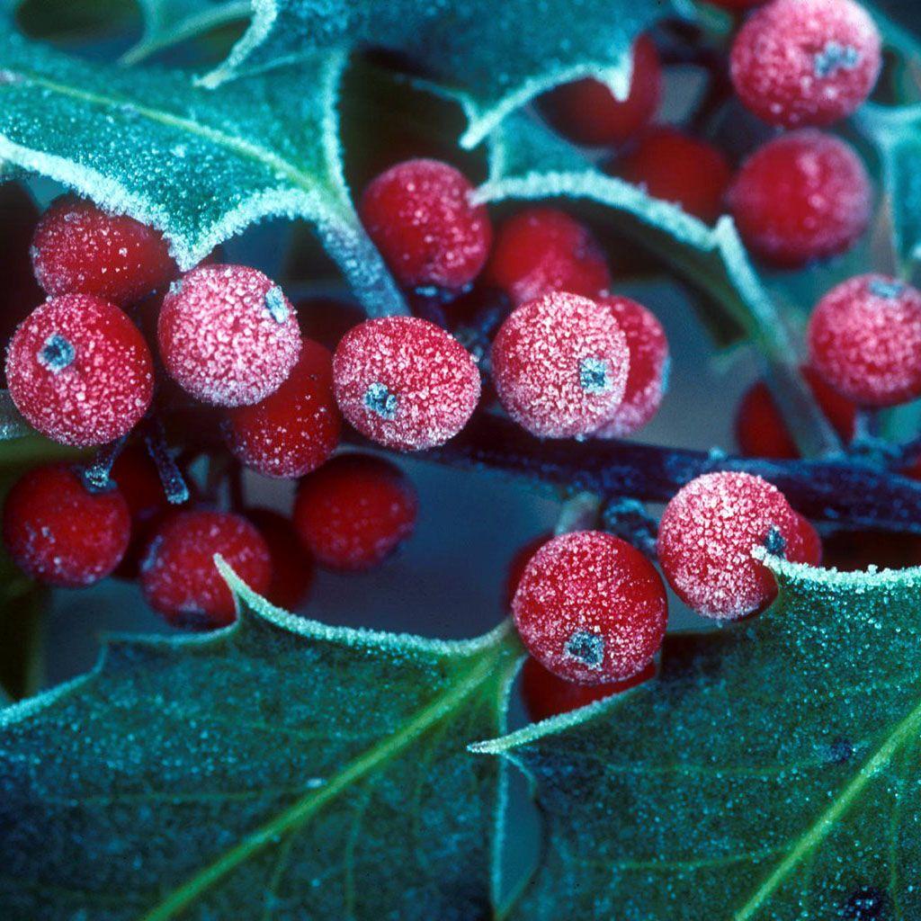 Winter Berries Wallpapers - Top Free Winter Berries Backgrounds ...