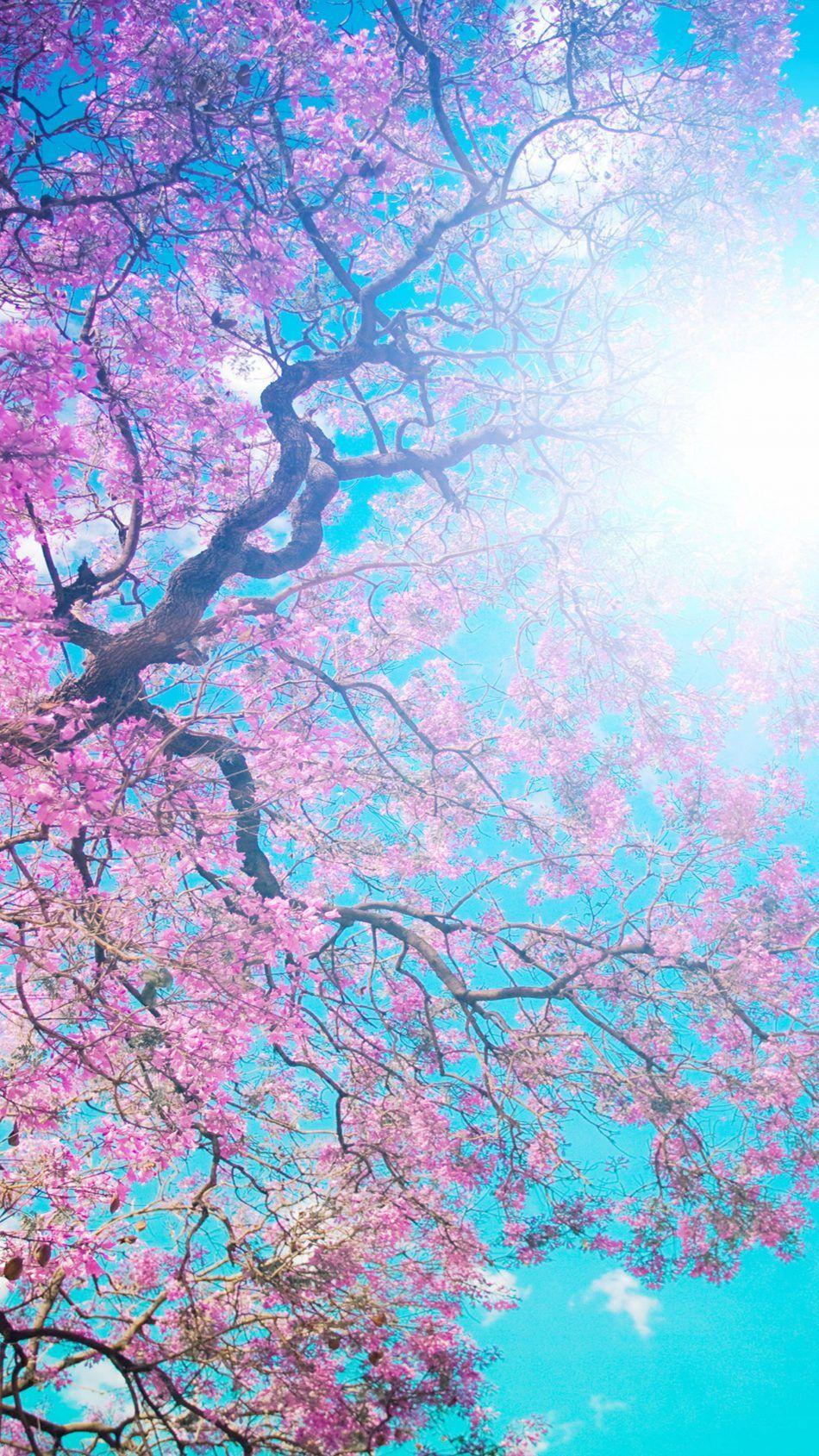 Sunny Spring Wallpapers - Top Free Sunny Spring Backgrounds ...