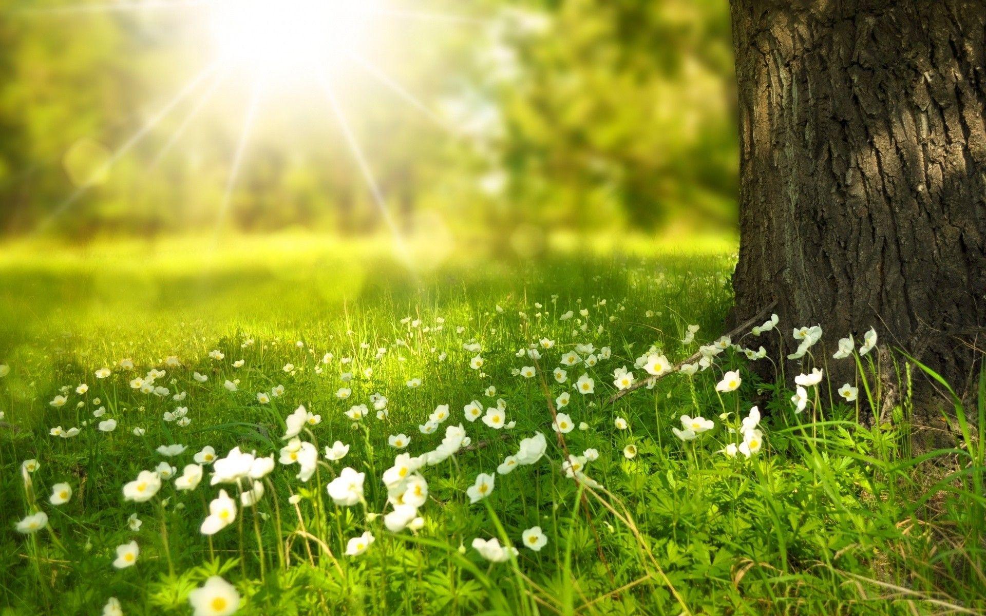 Sunny Spring Wallpapers - Top Free Sunny Spring Backgrounds ...