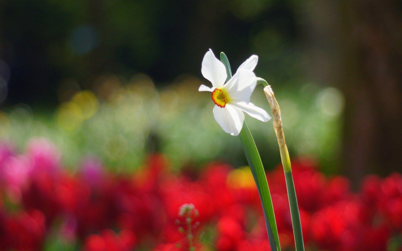 Sunny Spring Wallpapers - Top Free Sunny Spring Backgrounds ...