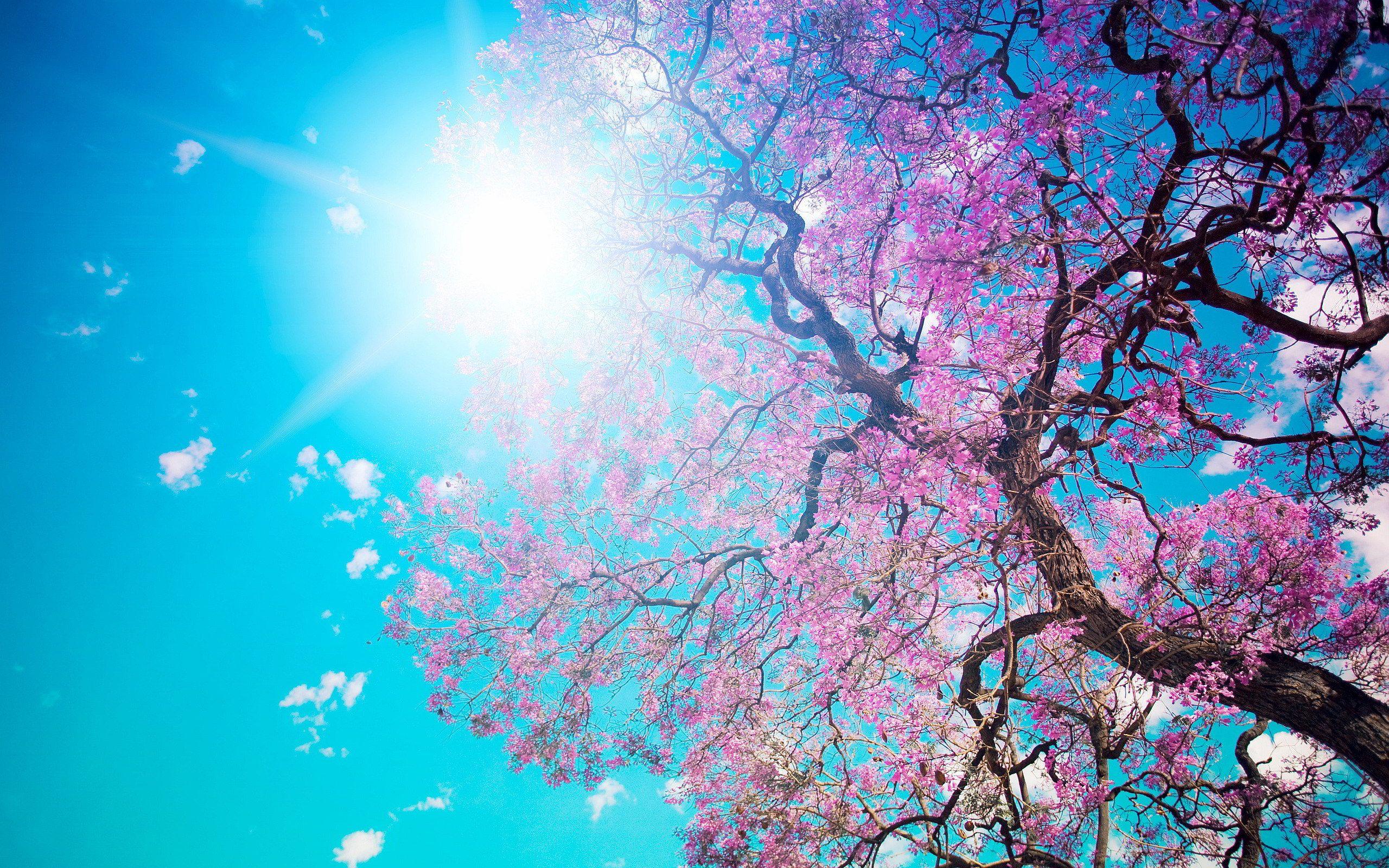 Sunny Spring Wallpapers - Top Free Sunny Spring Backgrounds ...
