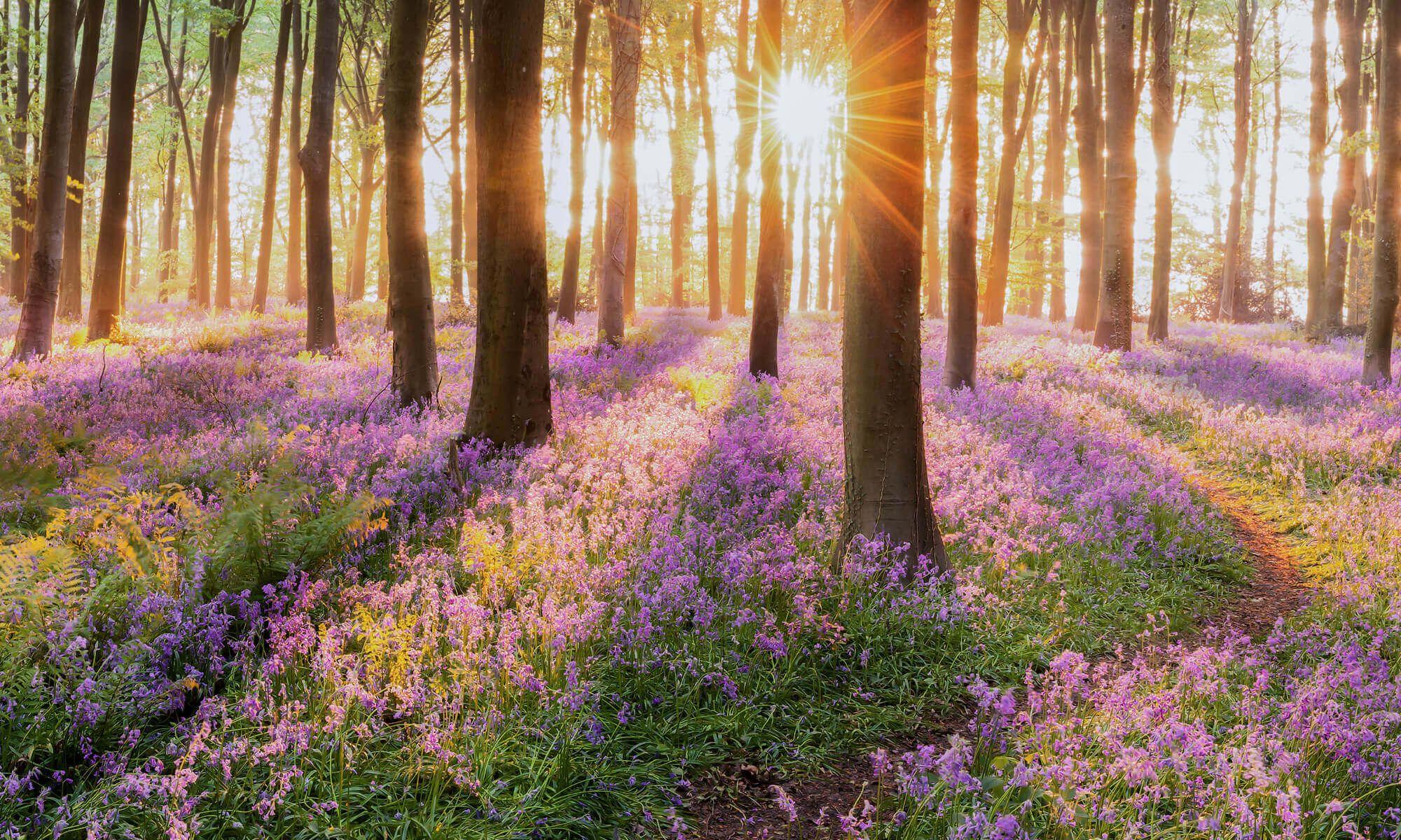 Sunny Spring Wallpapers - Top Free Sunny Spring Backgrounds ...