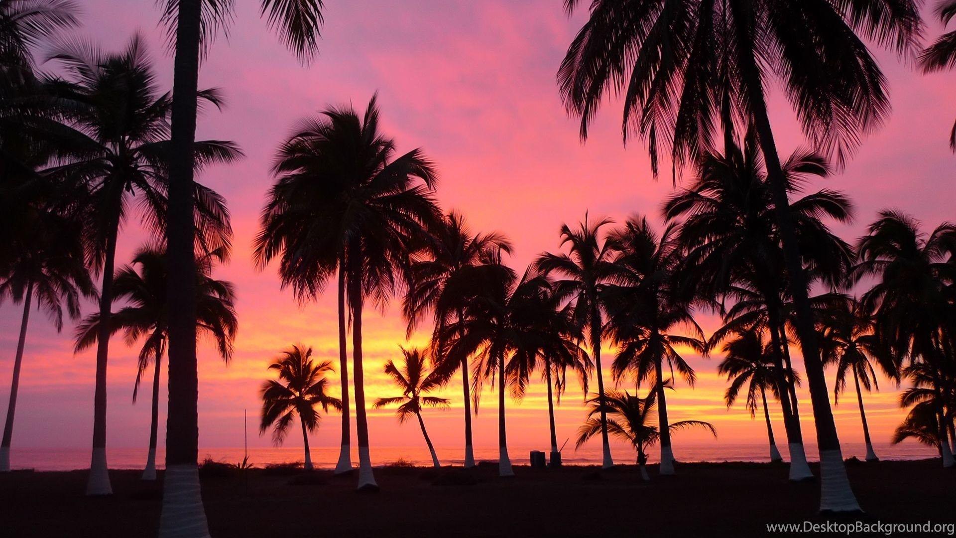 Tumblr Palm Trees Desktop Wallpapers - Top Free Tumblr Palm Trees ...