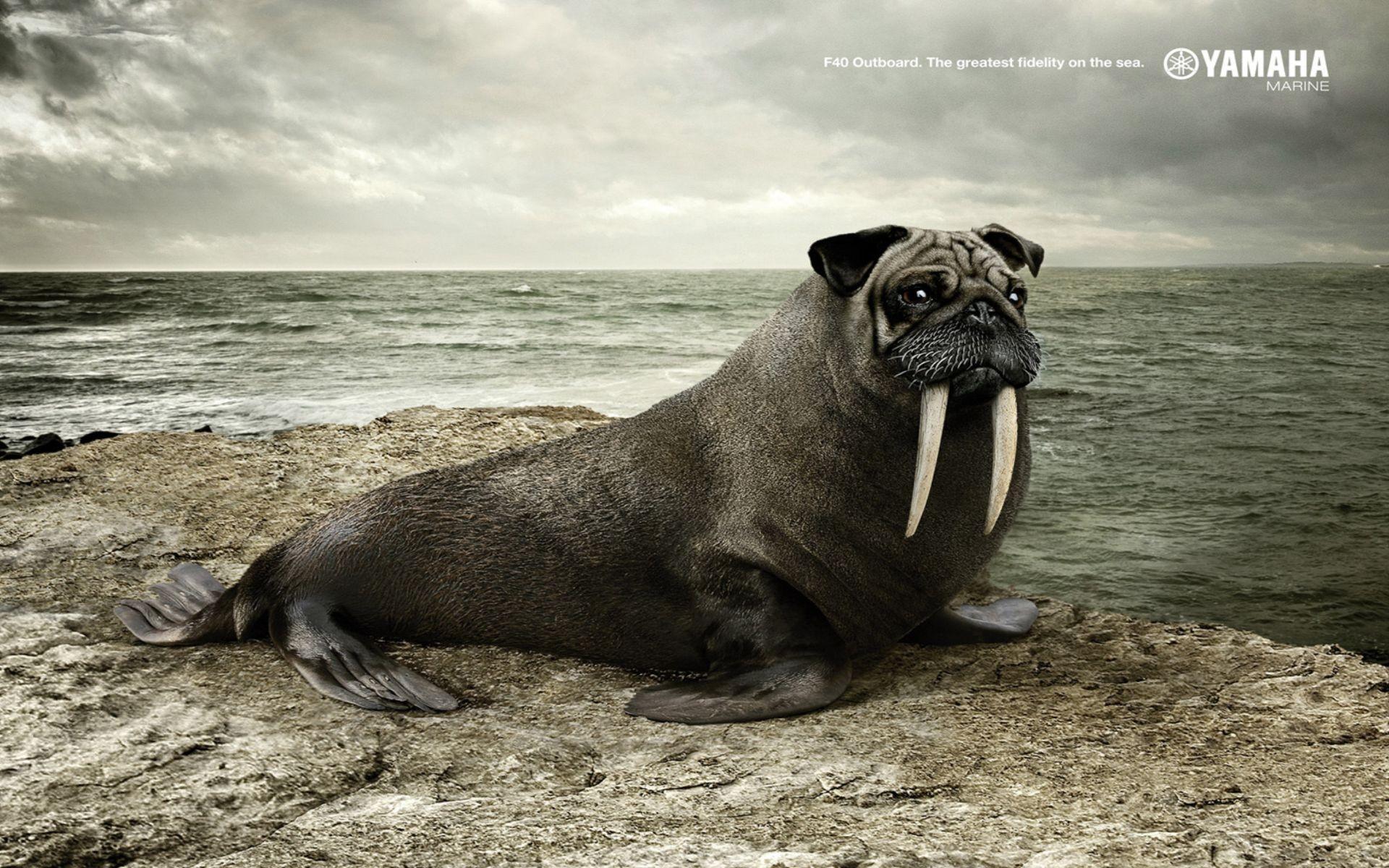 Yamaha Outboard Wallpapers - Top Free Yamaha Outboard Backgrounds ...