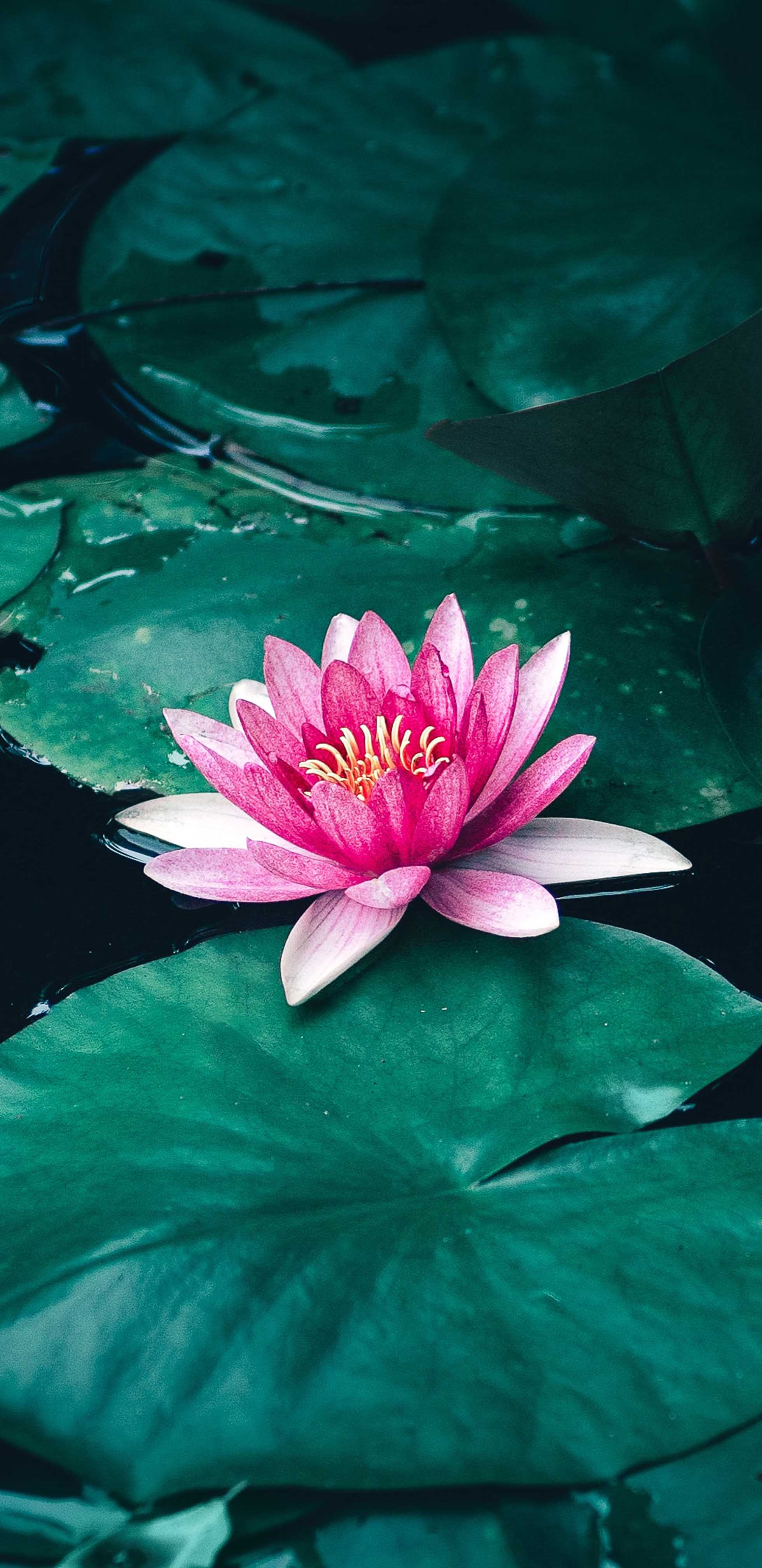 Lotus Flower iPhone Wallpapers - Top Free Lotus Flower iPhone ...