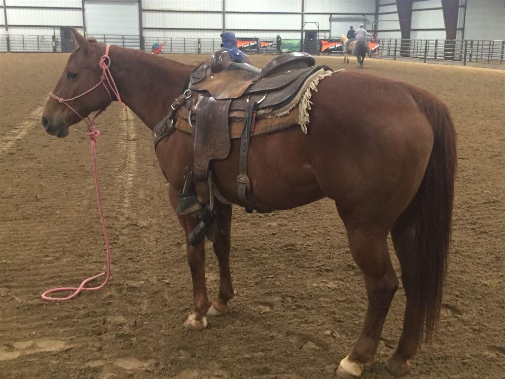 Team Roping Wallpapers - Top Free Team Roping Backgrounds - WallpaperAccess