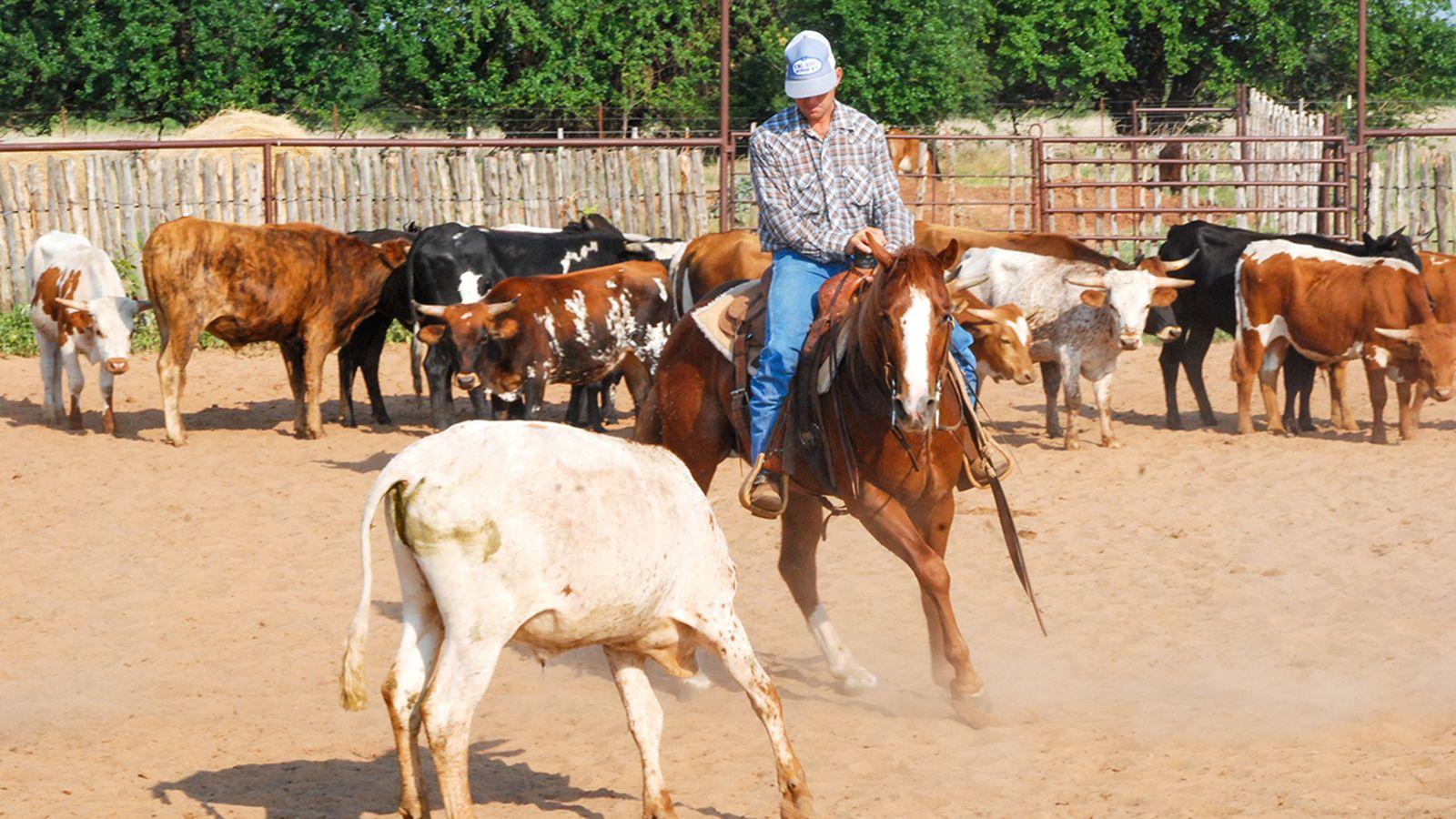 Team Roping Wallpapers - Top Free Team Roping Backgrounds - WallpaperAccess