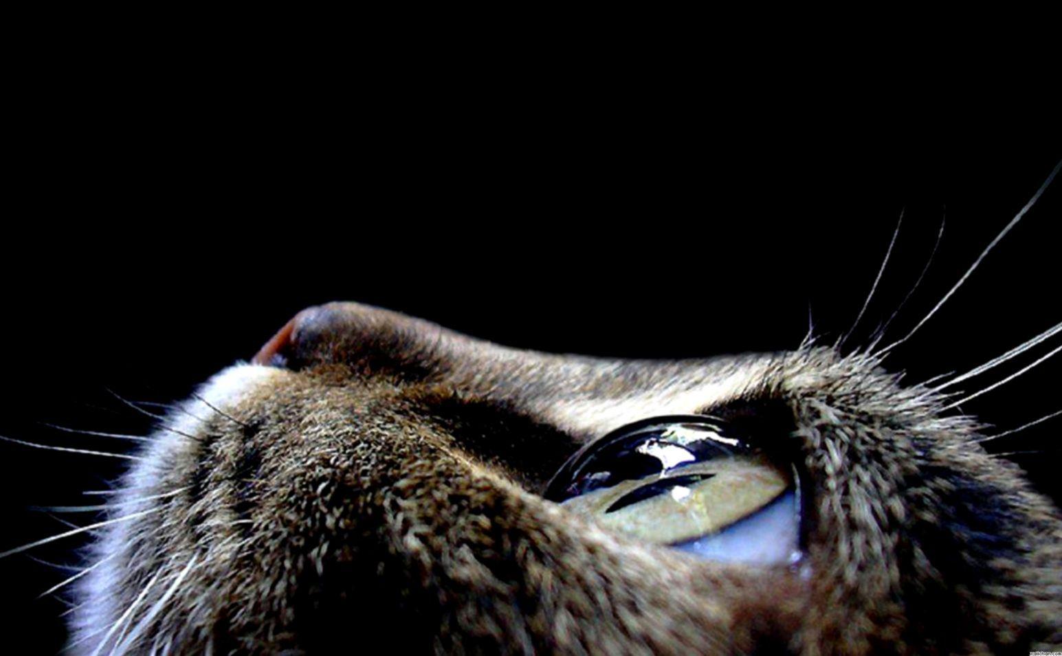 Cat Eyes Desktop Wallpapers - Top Free Cat Eyes Desktop Backgrounds ...