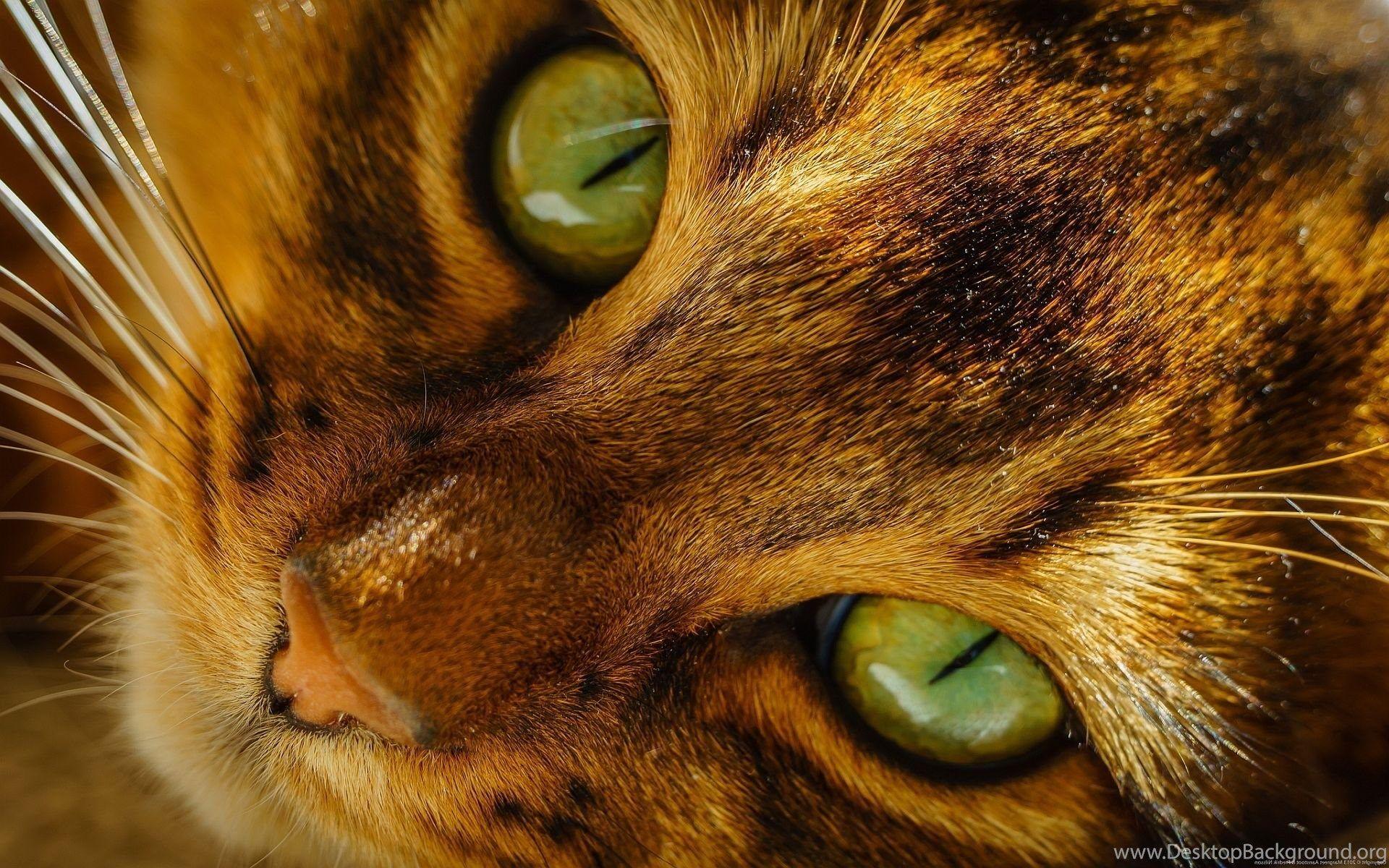 Cat Eyes Desktop Wallpapers - Top Free Cat Eyes Desktop Backgrounds ...