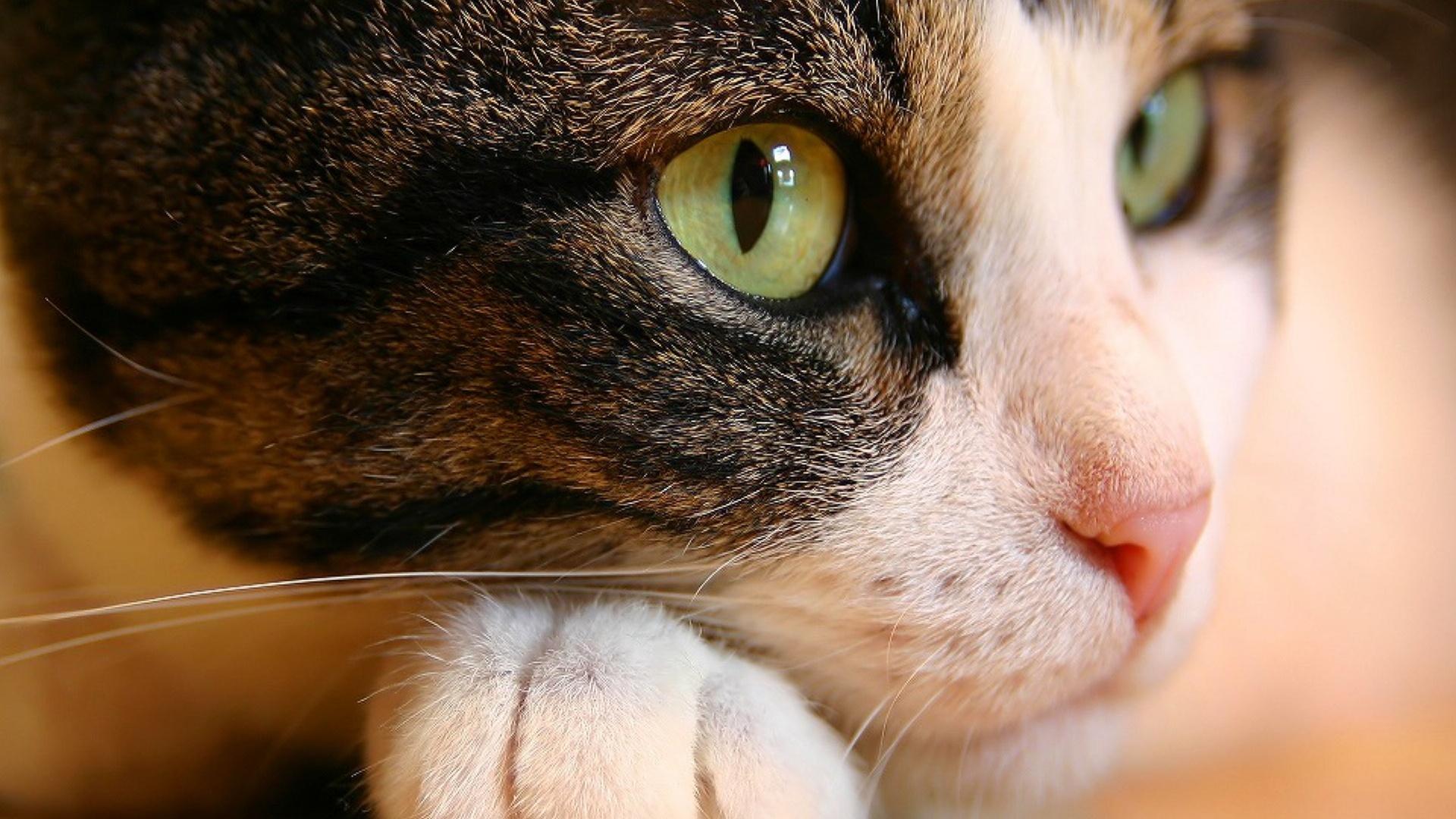 Cat Eyes Desktop Wallpapers - Top Free Cat Eyes Desktop Backgrounds ...