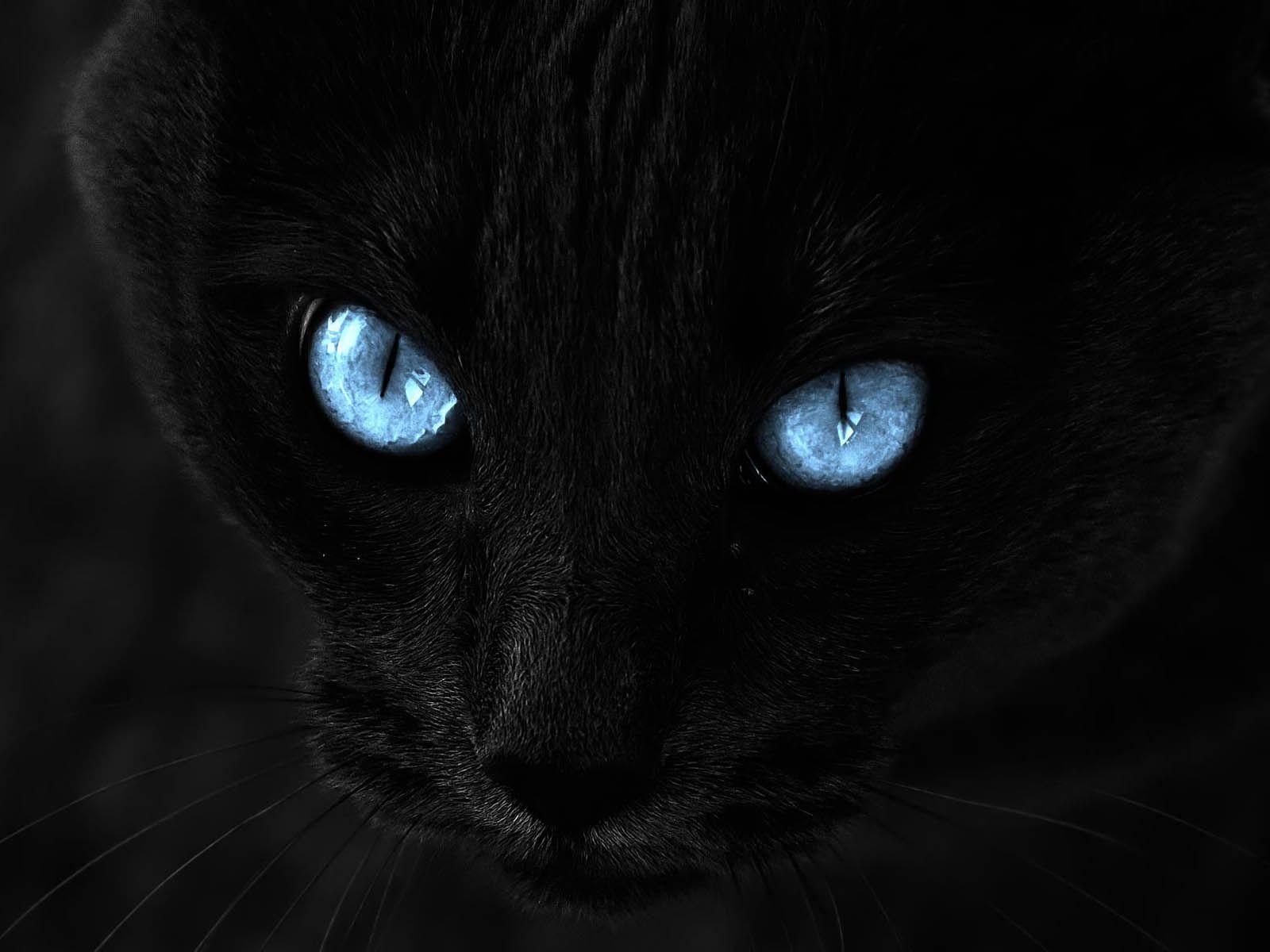 Cat Eyes Desktop Wallpapers - Top Free Cat Eyes Desktop Backgrounds ...