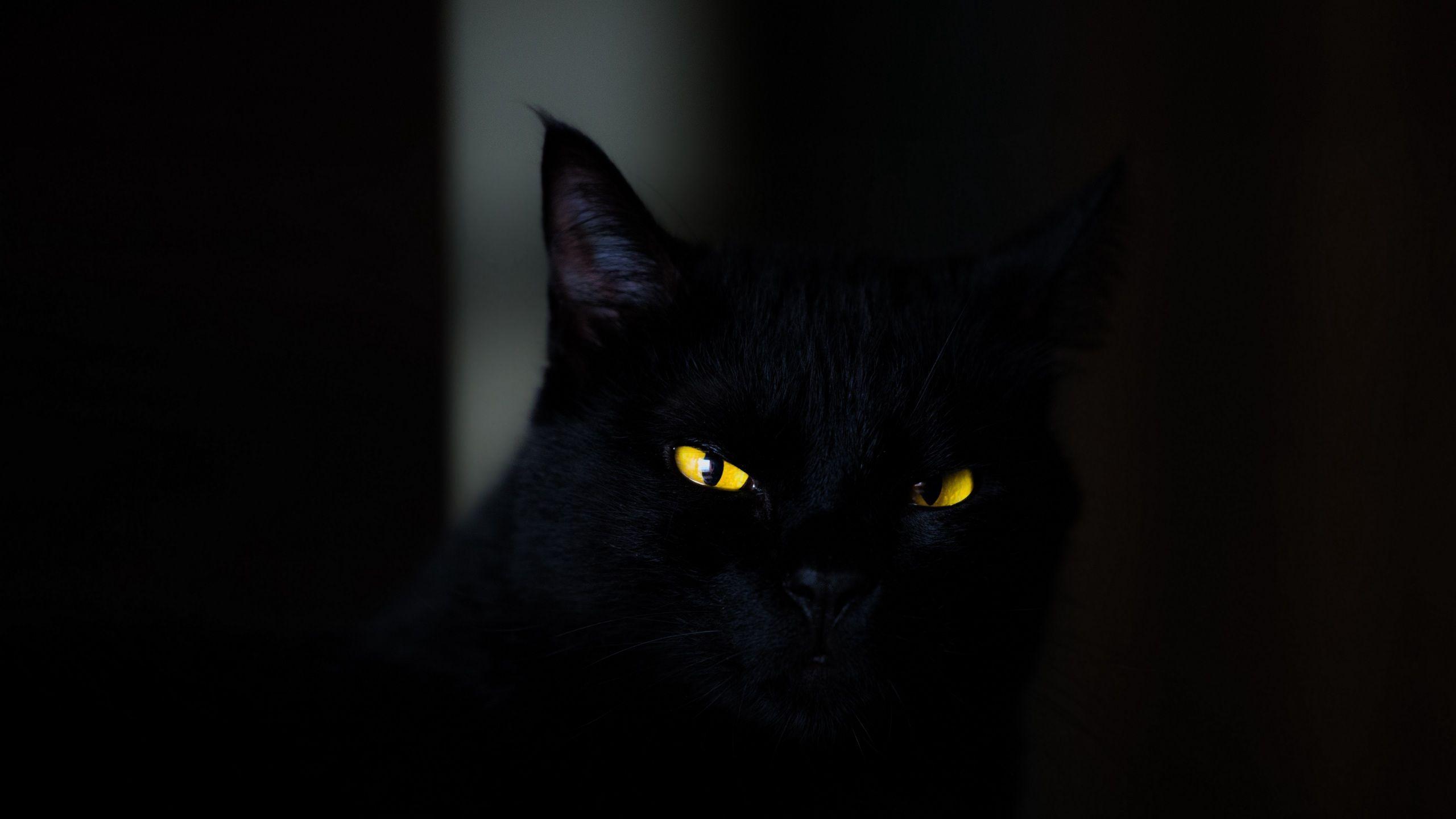 Cat Eyes Desktop Wallpapers - Top Free Cat Eyes Desktop Backgrounds ...