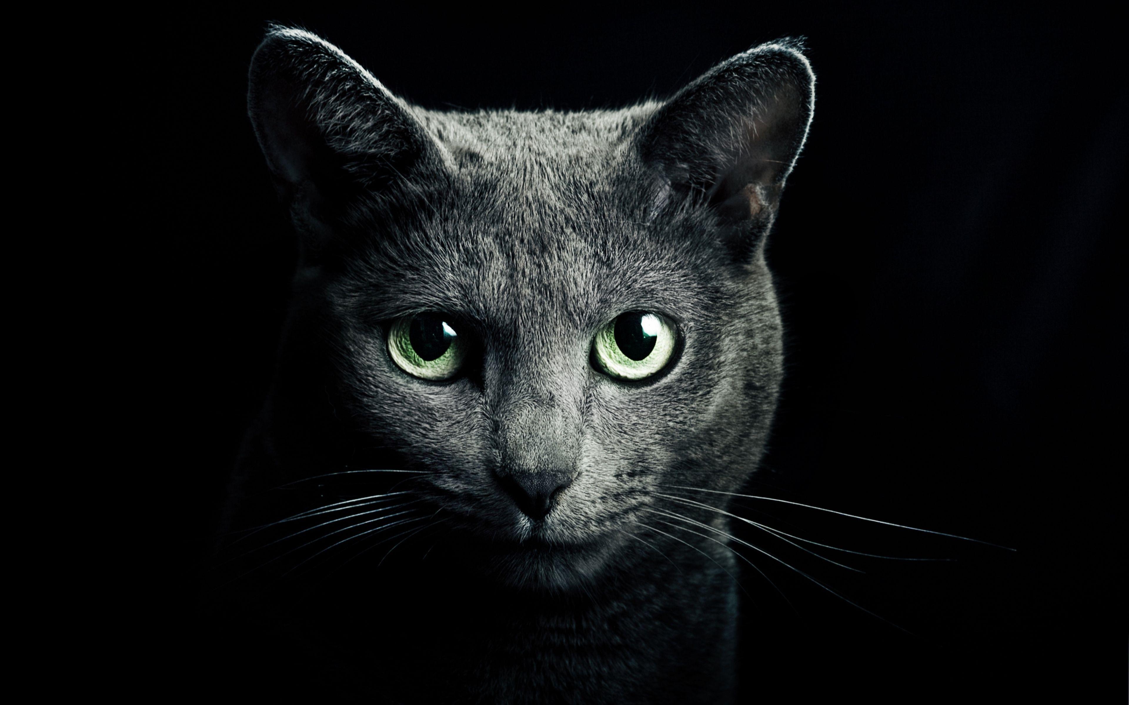 Cat Eyes Desktop Wallpapers - Top Free Cat Eyes Desktop Backgrounds ...