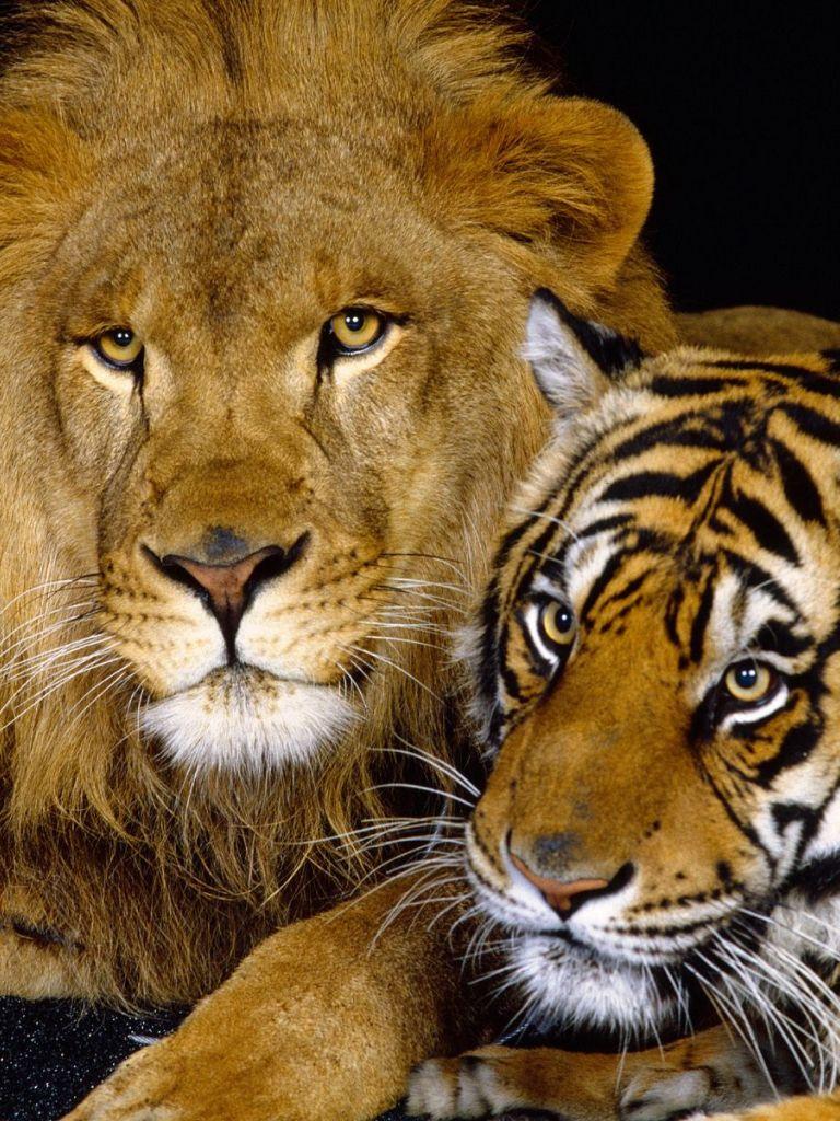 Love Animal Wallpapers - Top Free Love Animal Backgrounds - WallpaperAccess
