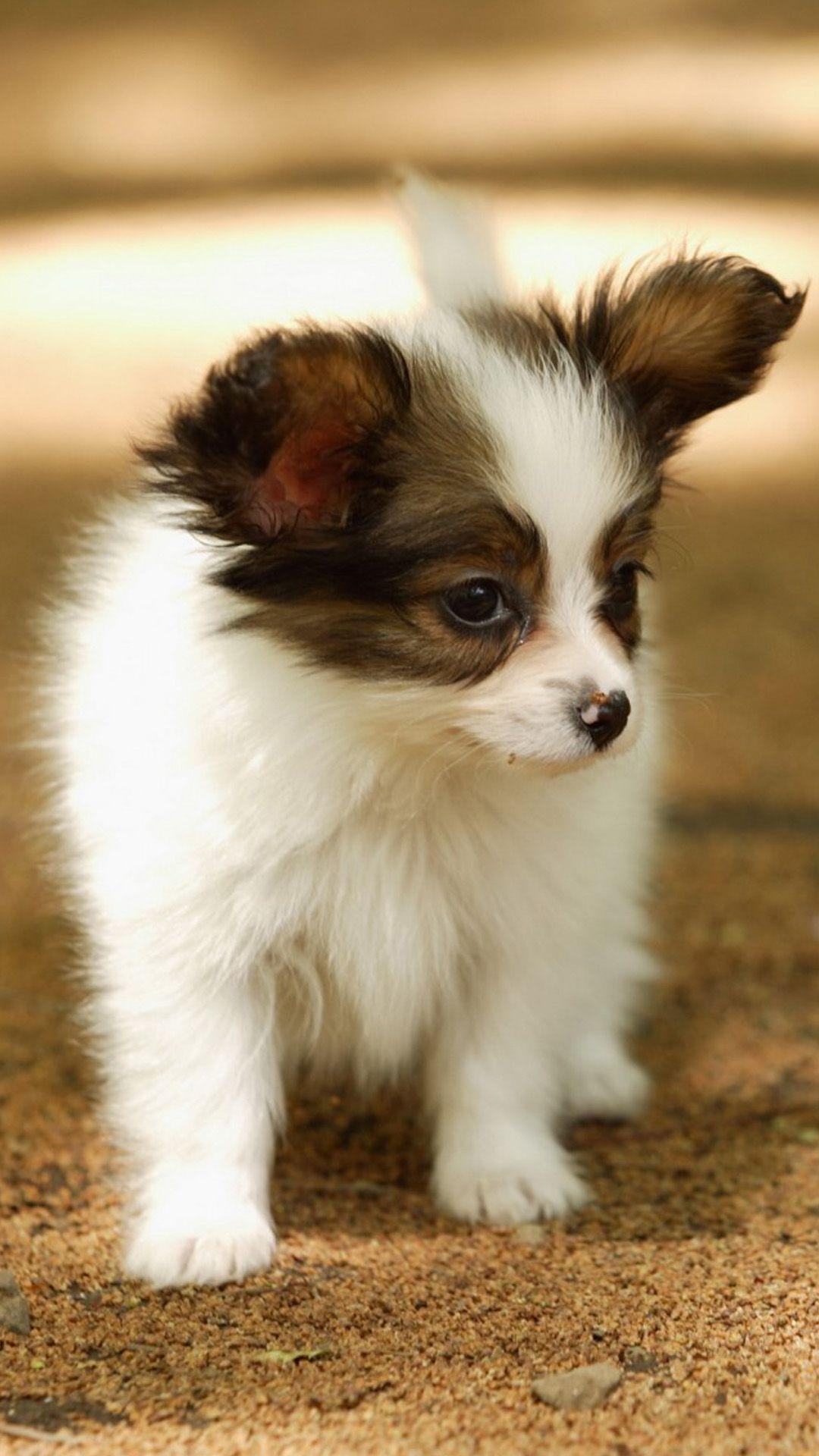 Love Animal Wallpapers - Top Free Love Animal Backgrounds - WallpaperAccess
