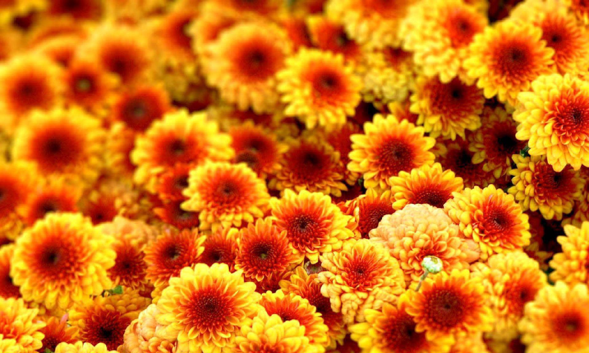 Flowers Autumn Wallpapers - Top Free Flowers Autumn Backgrounds ...