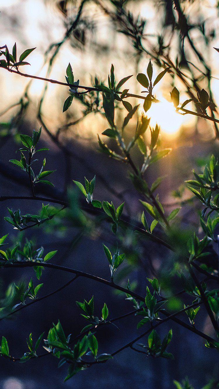 Nature Light Wallpapers - Top Free Nature Light Backgrounds ...
