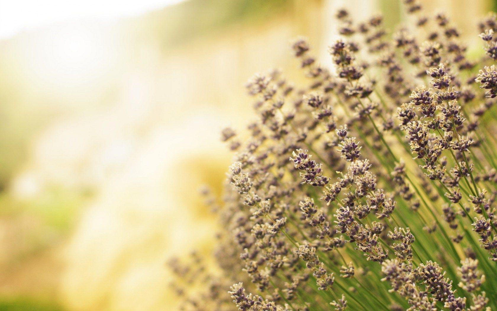 Nature Light Wallpapers - Top Free Nature Light Backgrounds ...