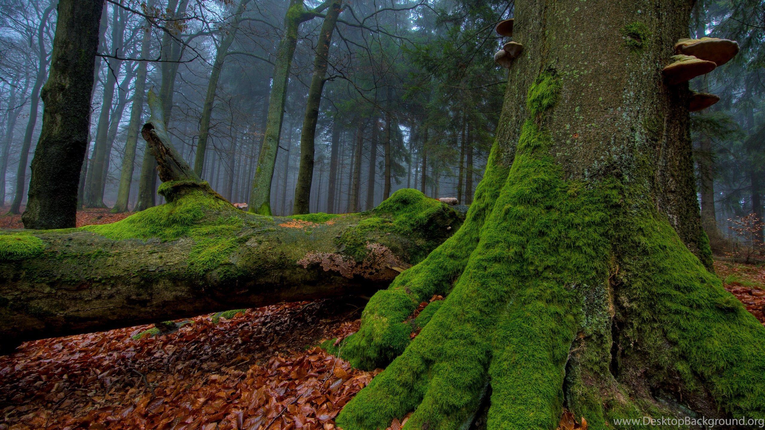 Mysterious Forest Wallpapers - Top Free Mysterious Forest Backgrounds ...