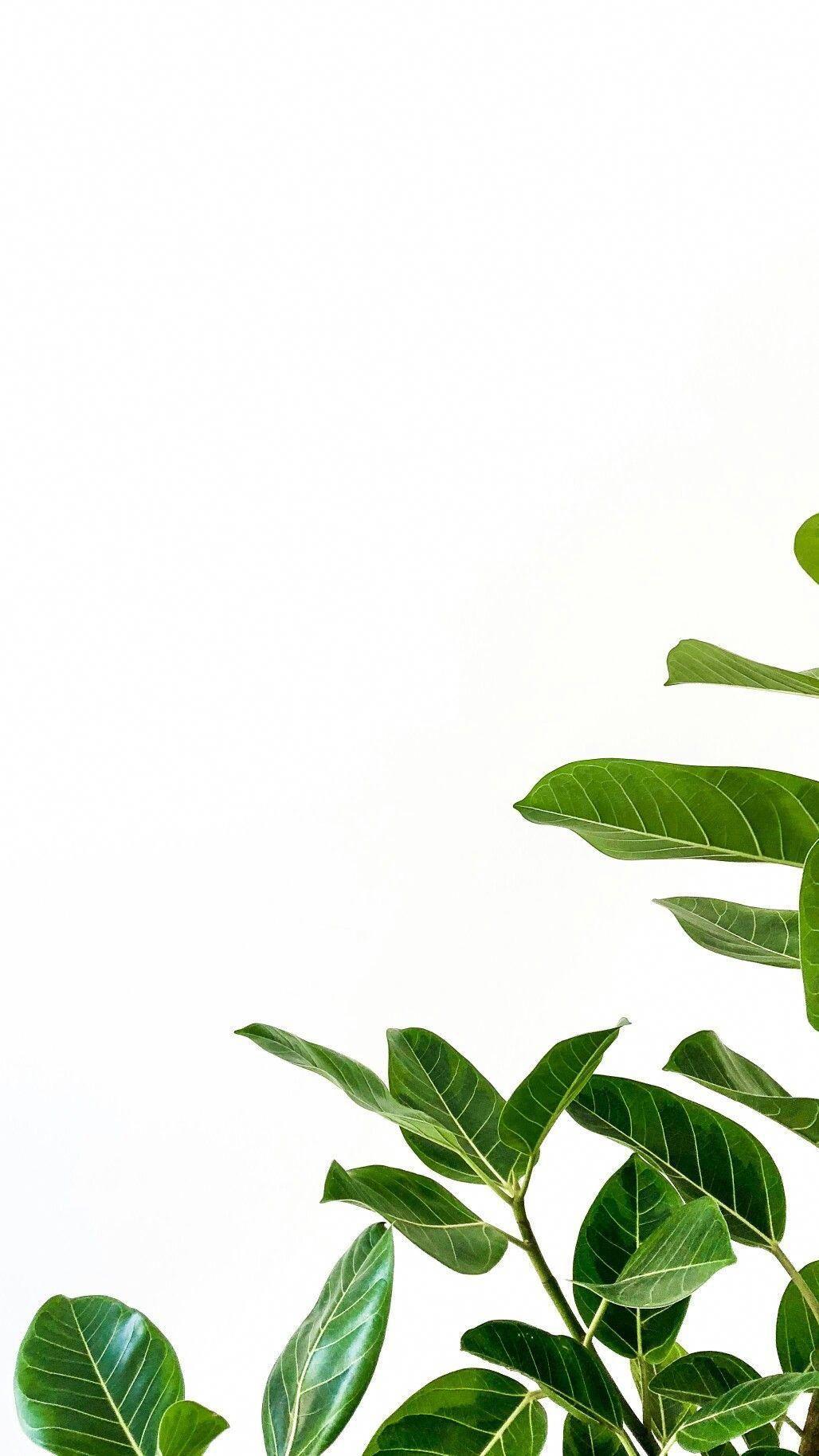 Minimal Leaf Wallpapers - Top Free Minimal Leaf Backgrounds ...