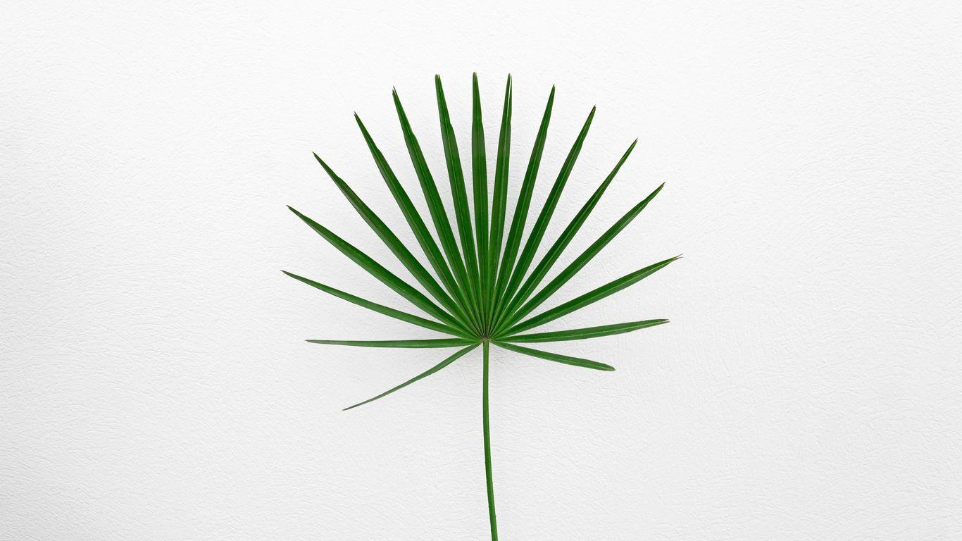 Minimalist Plant Laptop Wallpapers - Top Free Minimalist Plant Laptop ...