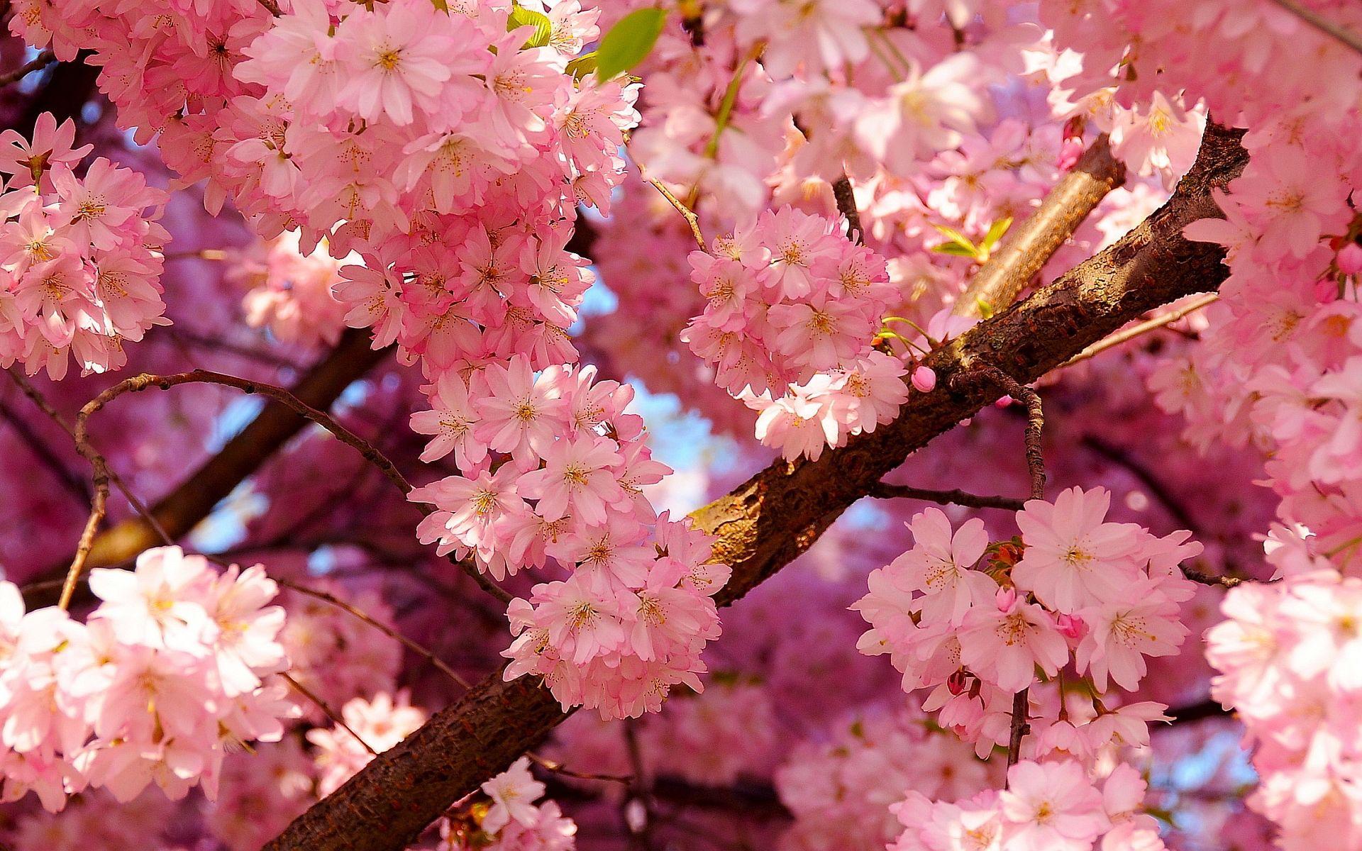 Spring Cherry Blossoms Desktop Wallpapers - Top Free Spring Cherry ...