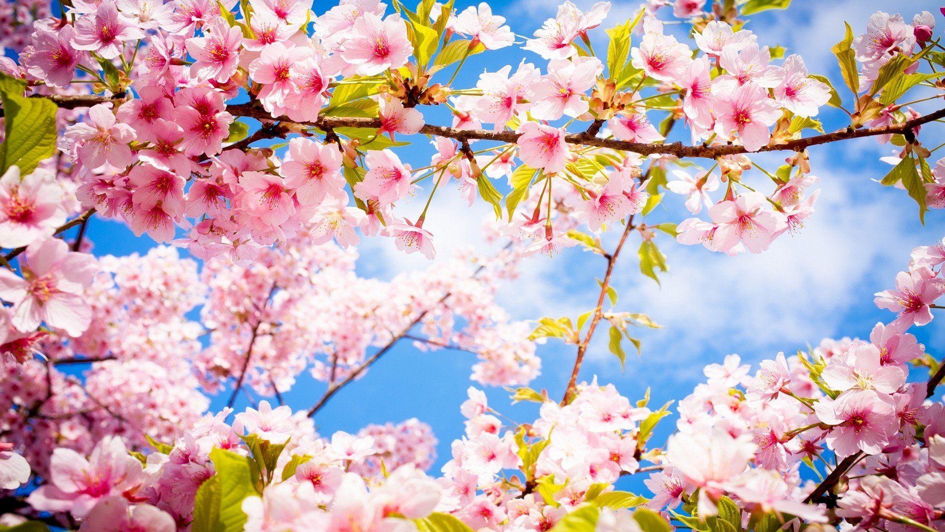 Spring Cherry Blossoms Desktop Wallpapers - Top Free Spring Cherry ...