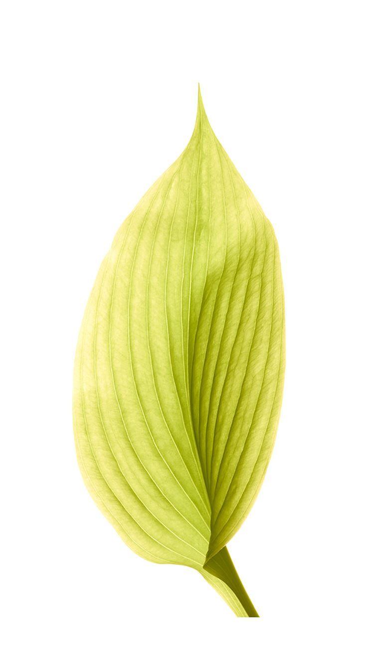 Minimal Leaf Wallpapers - Top Free Minimal Leaf Backgrounds ...