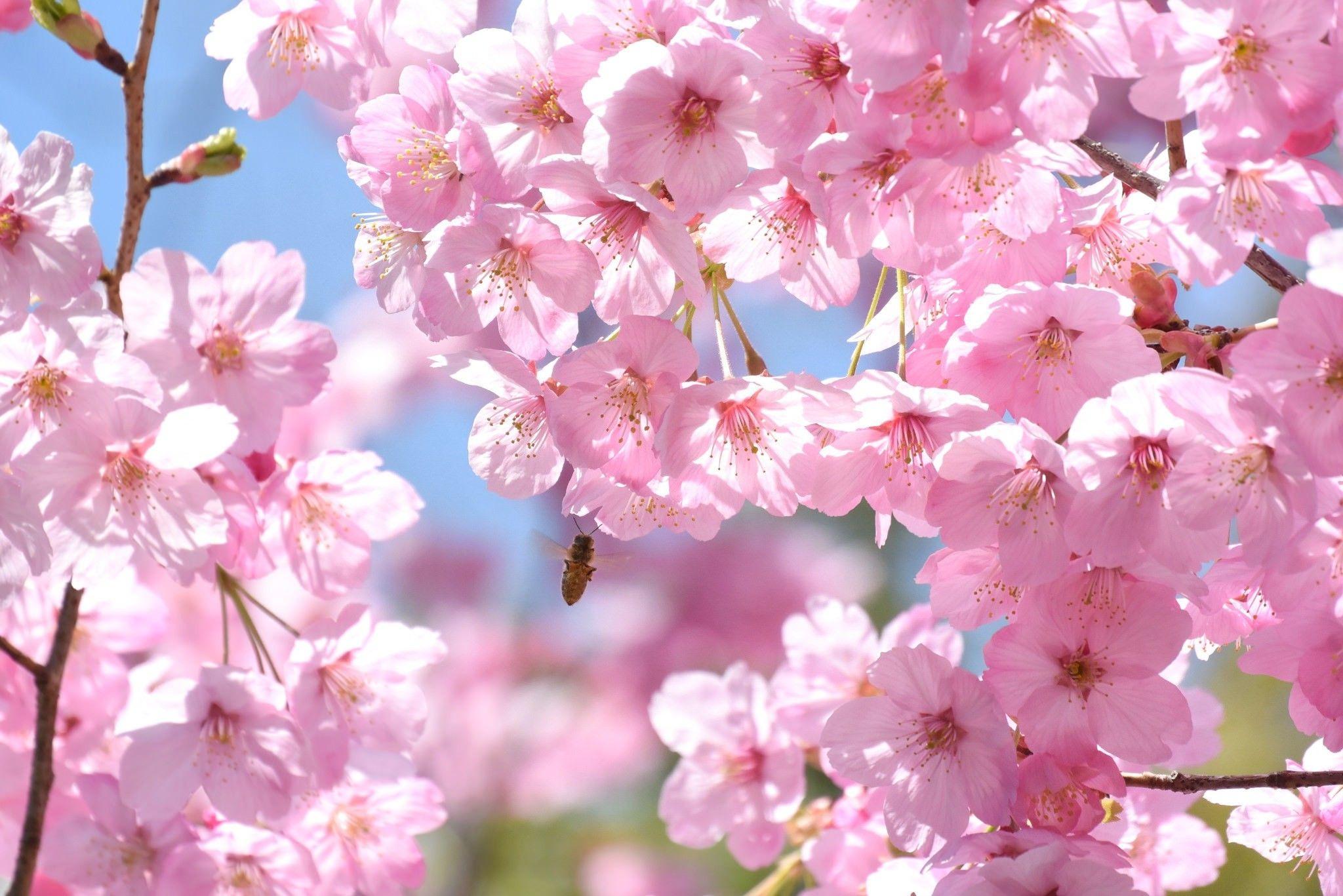 Spring Cherry Blossoms Desktop Wallpapers - Top Free Spring Cherry ...