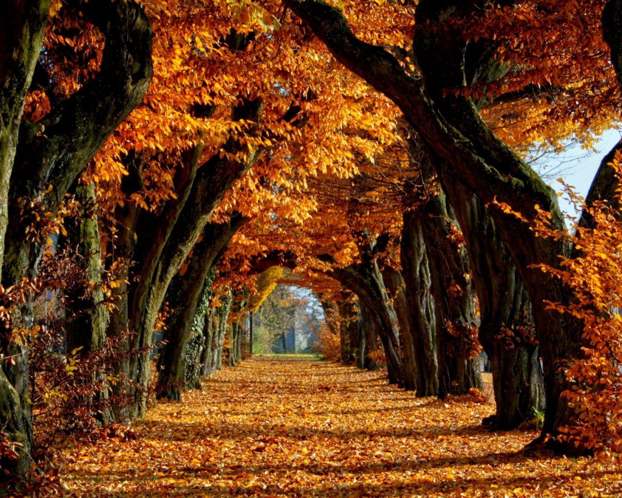 Fall Mac Wallpapers - Top Free Fall Mac Backgrounds - WallpaperAccess