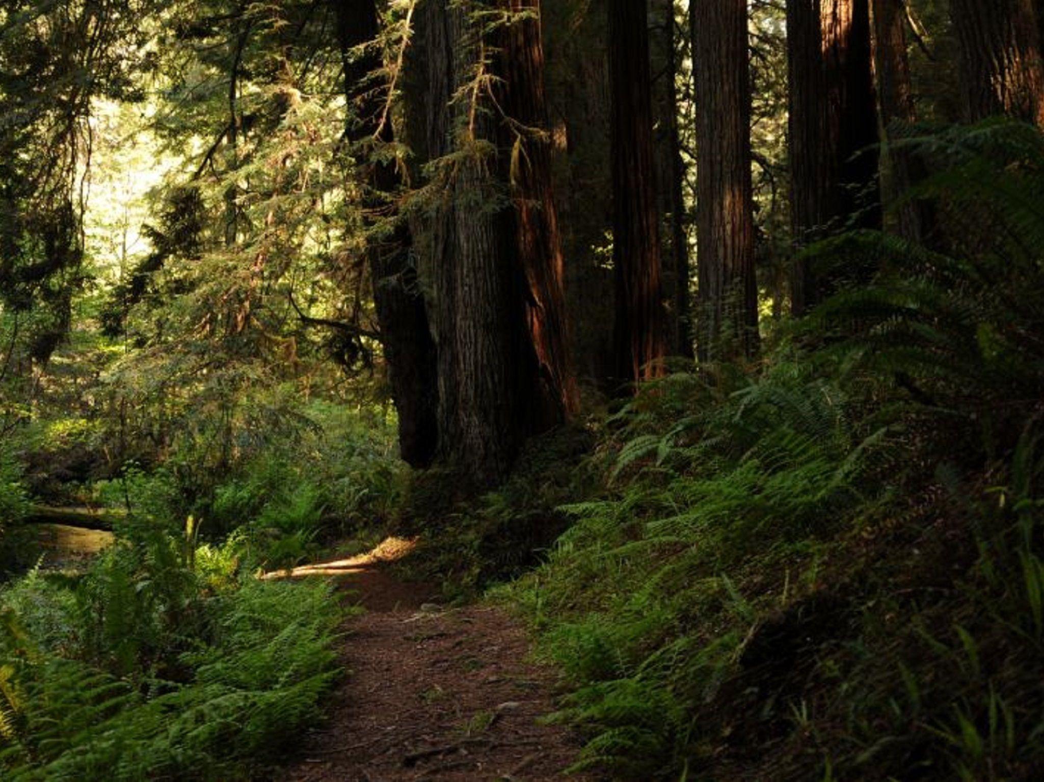 Santa Cruz Redwoods Wallpapers - Top Free Santa Cruz Redwoods ...