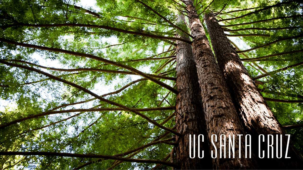 Santa Cruz Redwoods Wallpapers - Top Free Santa Cruz Redwoods ...