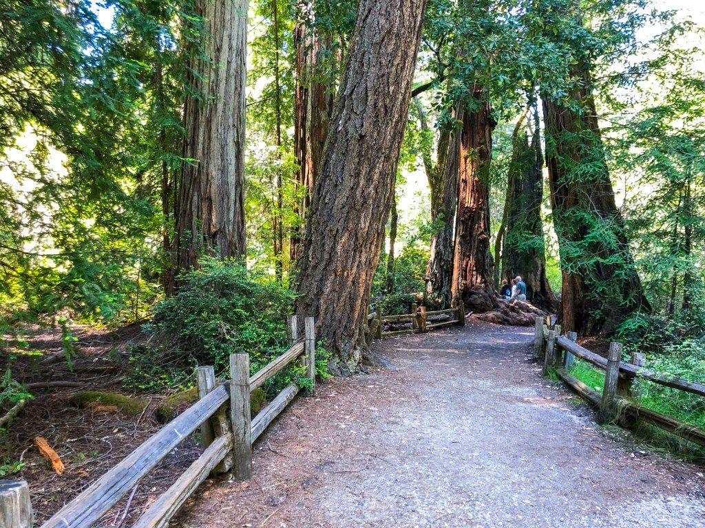 Santa Cruz Redwoods Wallpapers - Top Free Santa Cruz Redwoods ...