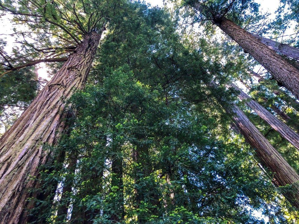 Santa Cruz Redwoods Wallpapers - Top Free Santa Cruz Redwoods ...